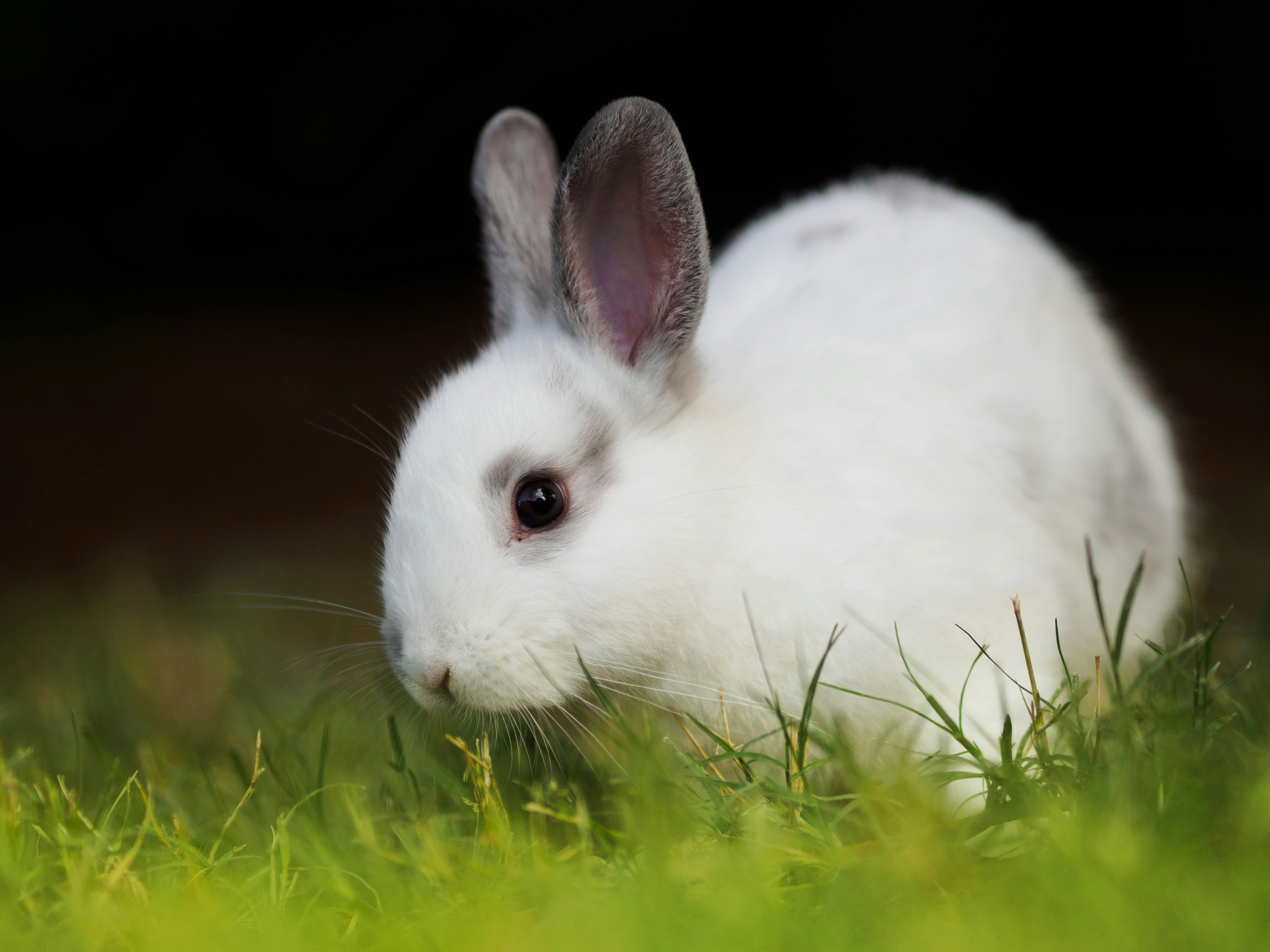 A white rabbit is sitting in the grass photo – Free Animal Image on ...