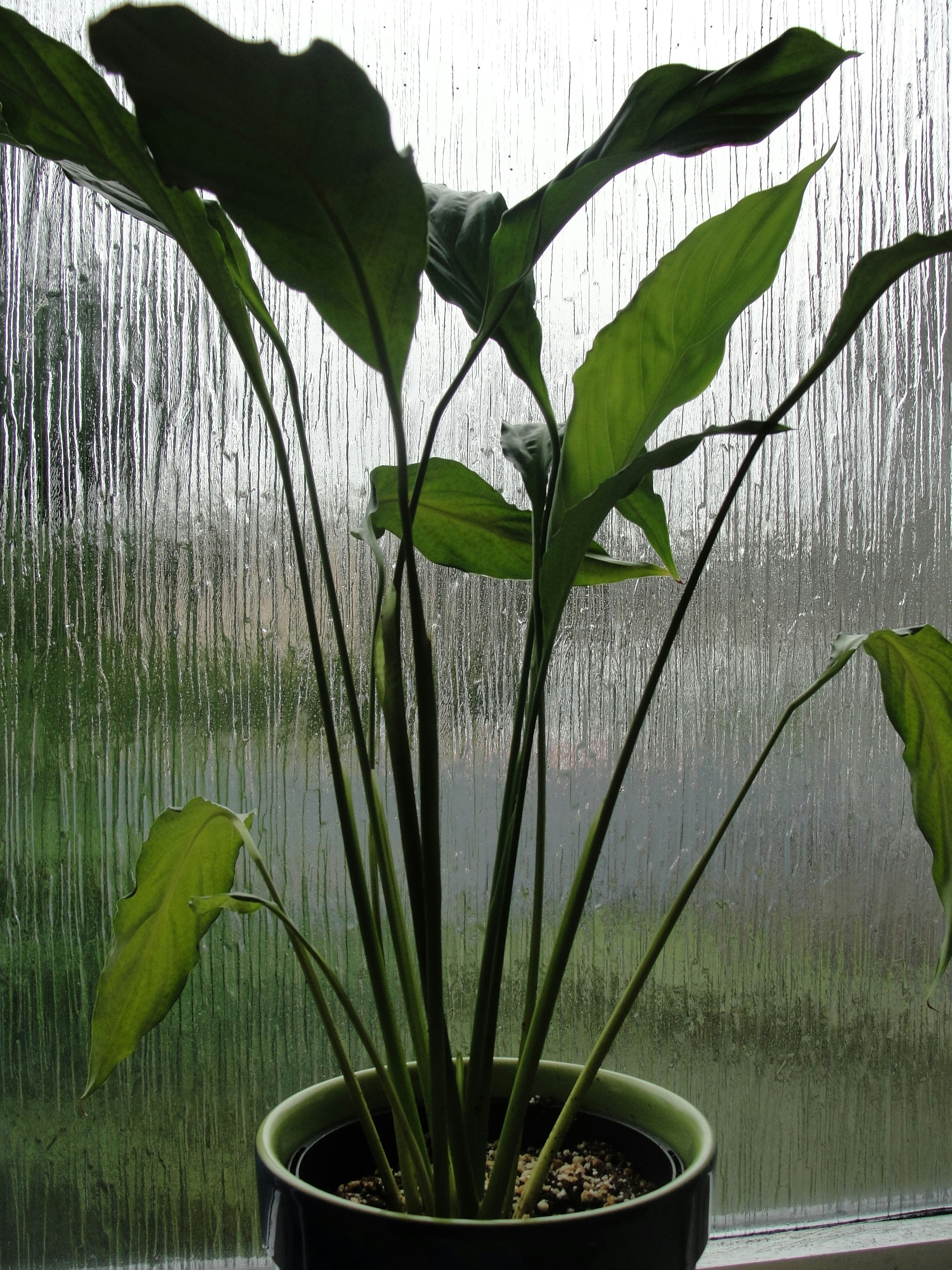 Lush green plant with elongated leaves positioned in front of a textured glass window, creating a contrast between nature and the urban environment.