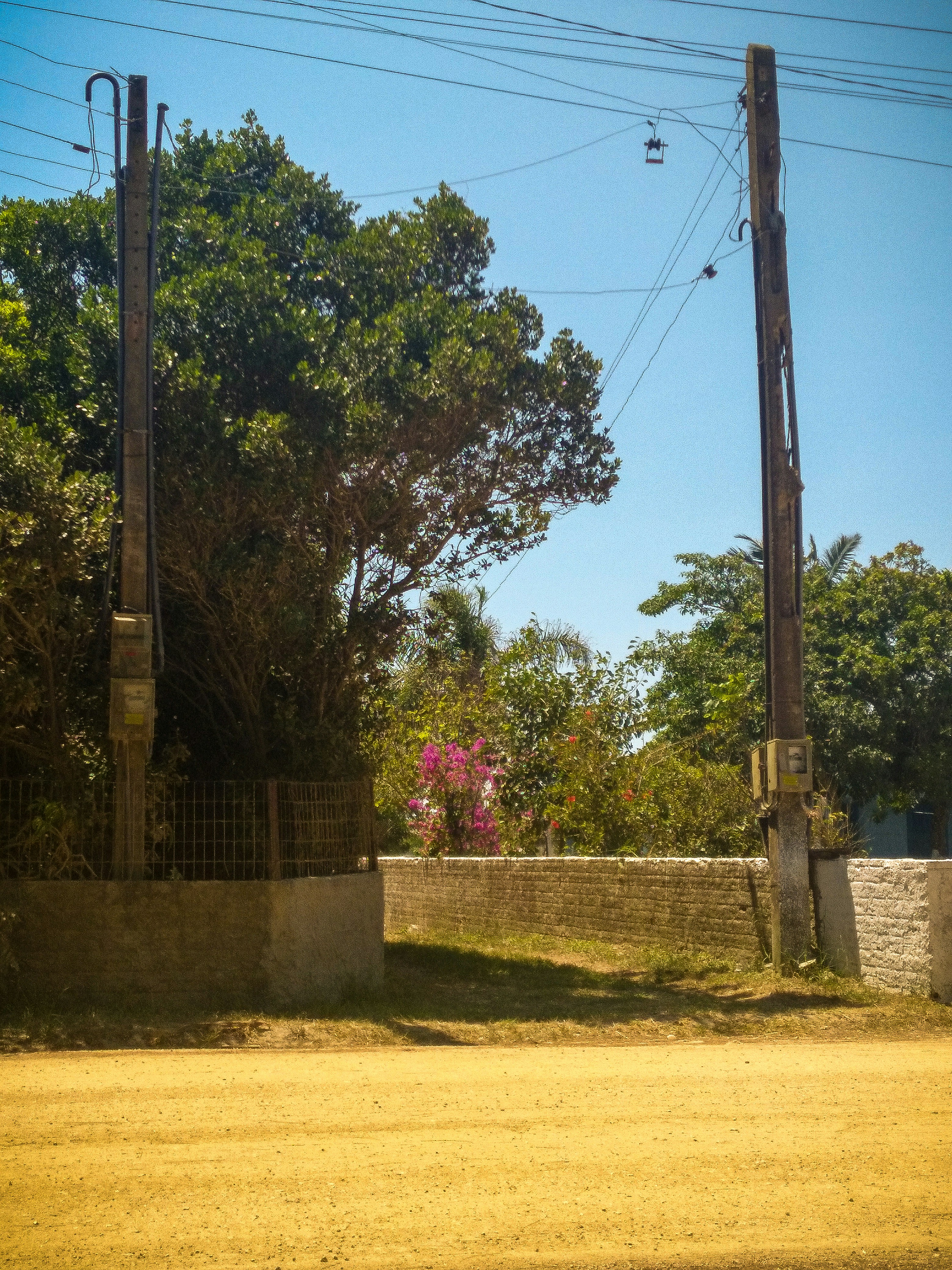 Quiet street between weathered utility poles and a lush garden