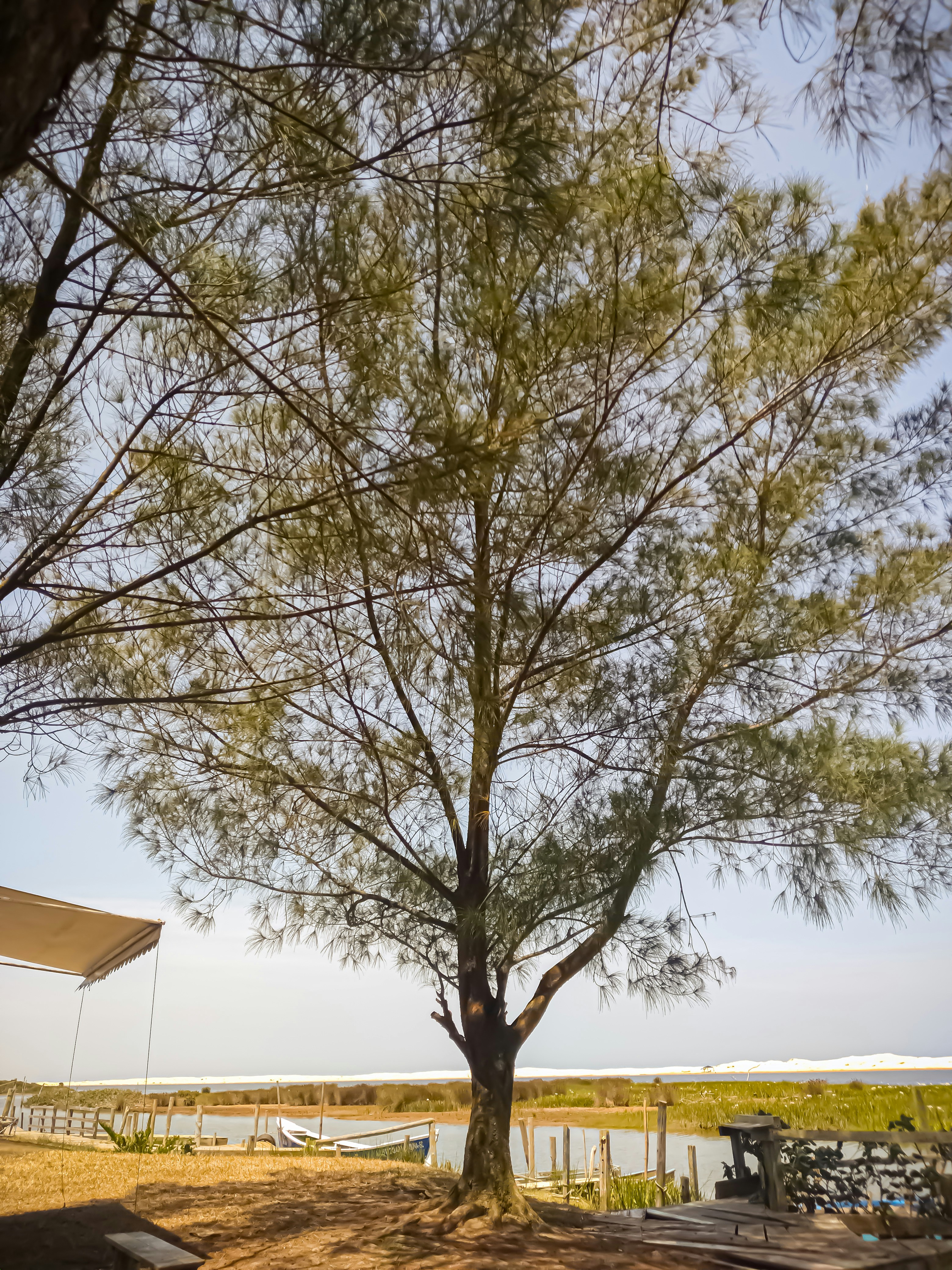 Slim coastal tree stands against a calm shoreline with beach furnishings in the foreground; natural light highlights the branches and sea sky. A simple, tranquil landscape scene with a focal tree and distant horizon.