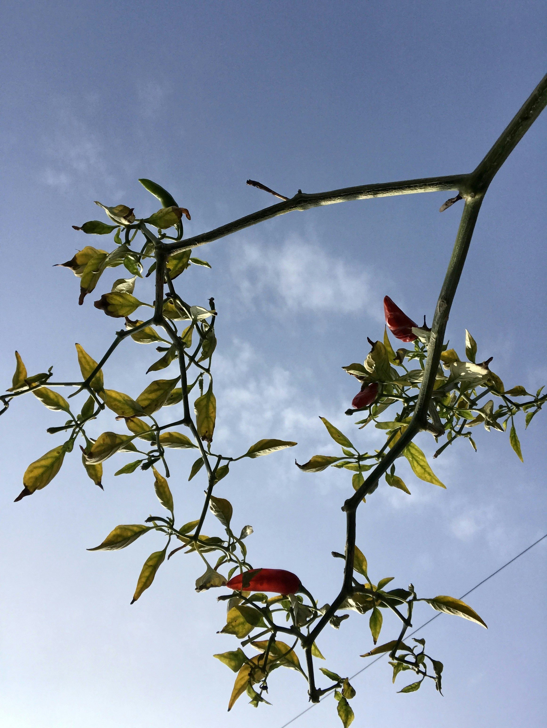 Une branche d’arbre avec des fleurs rouges et des feuilles vertes photo ...