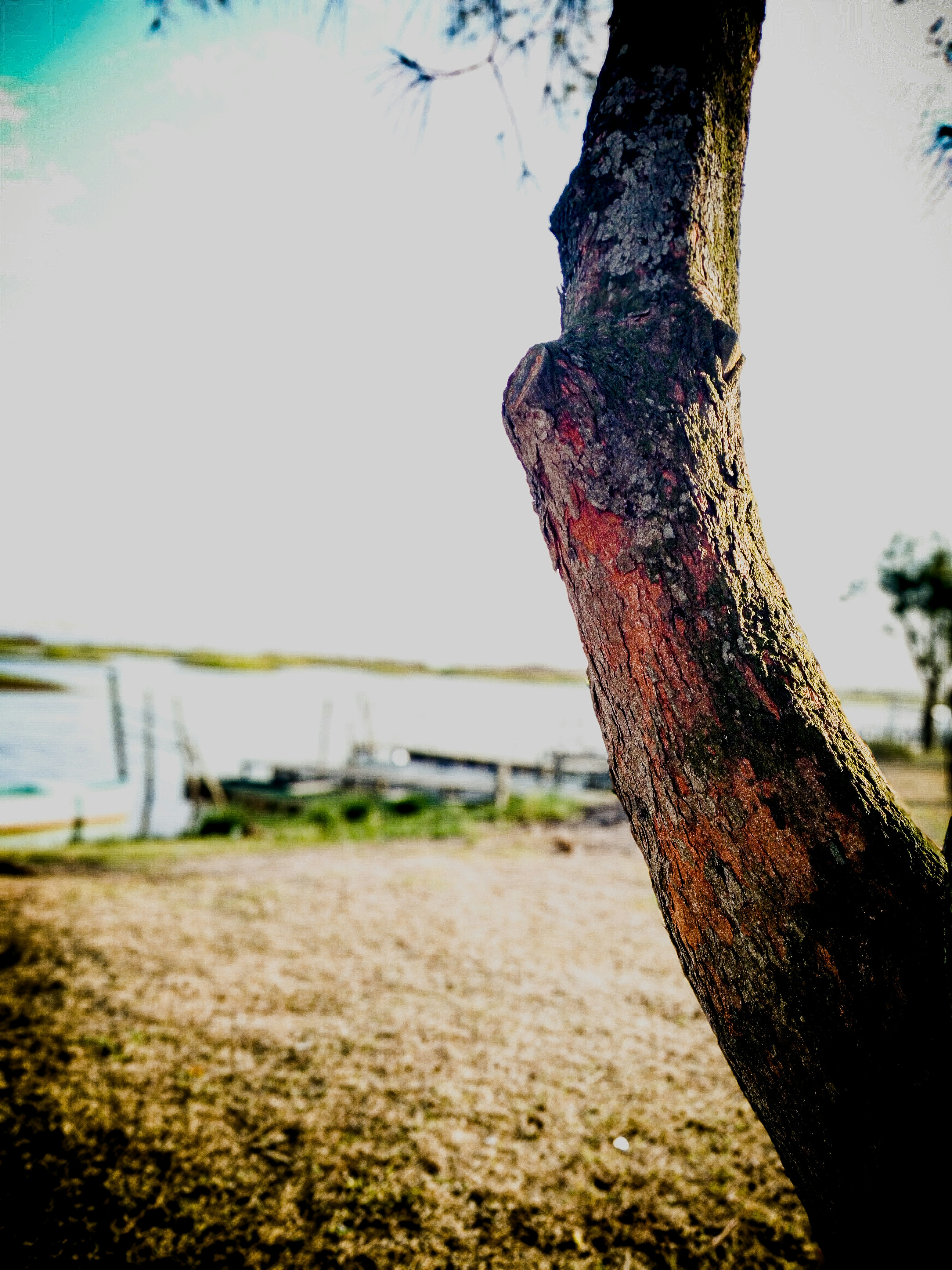 Tree Trunk Framing a Sunlit Lakeside