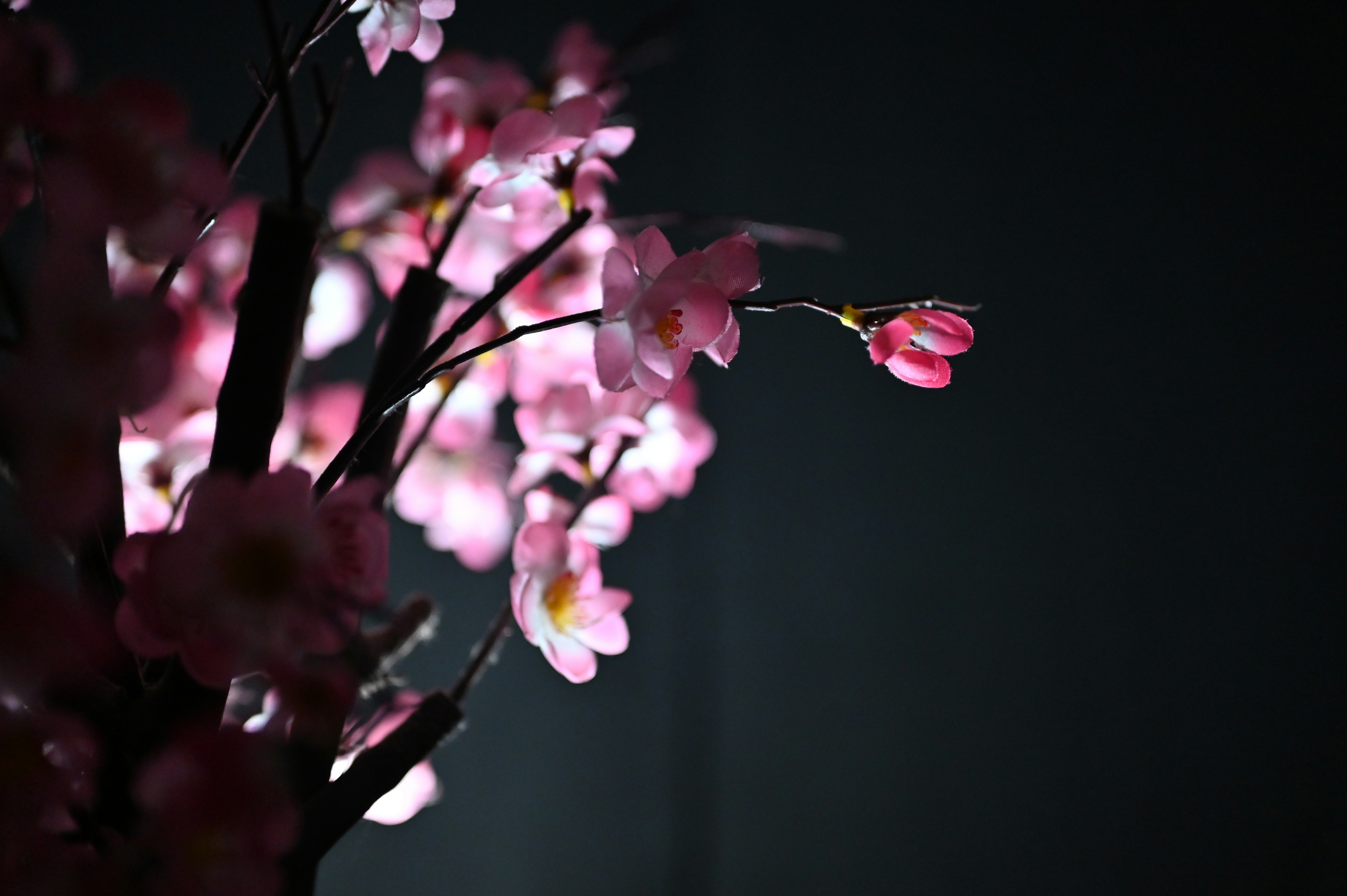 Photo by ochimax studio with Nikon Z6 II