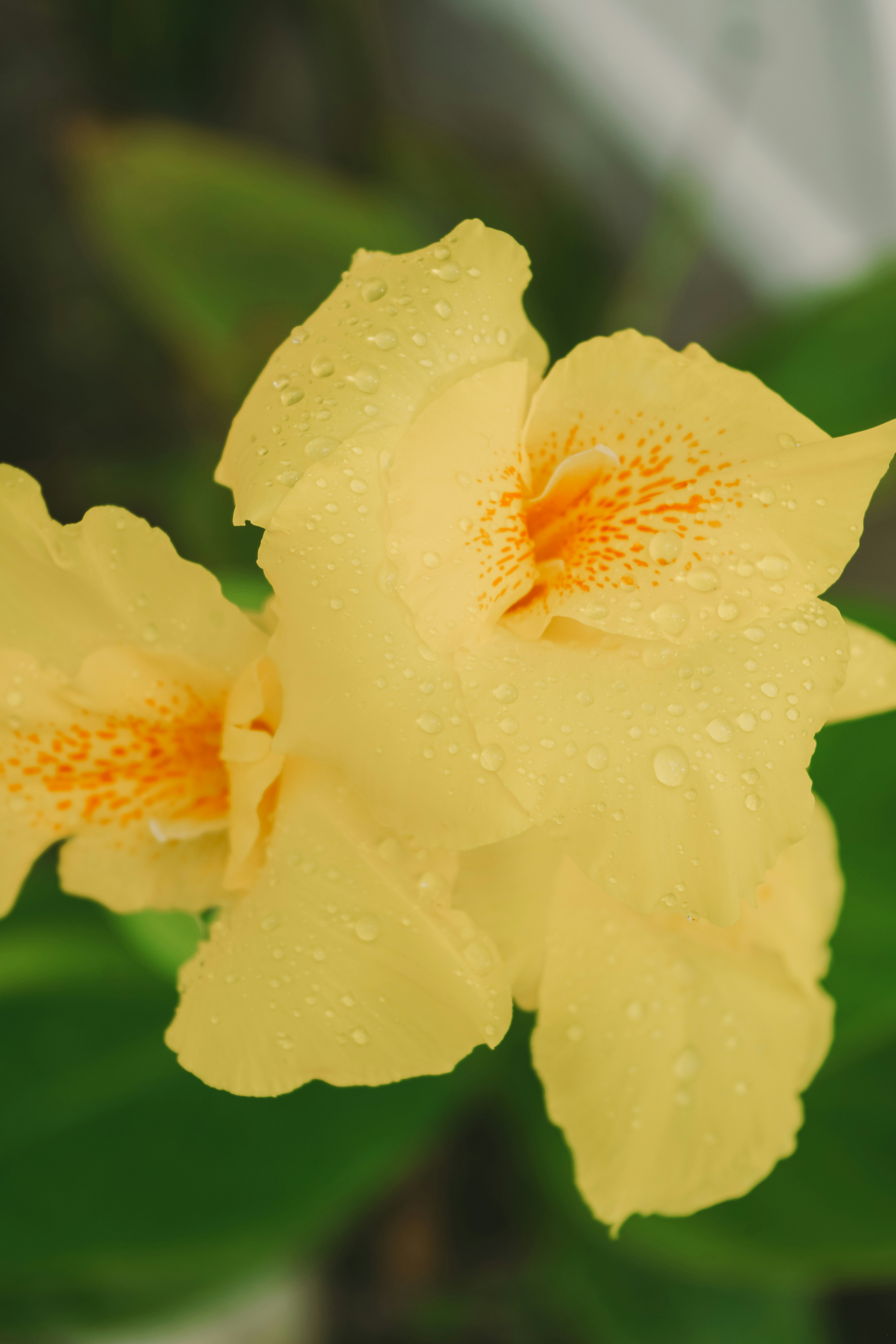 Dew-Kissed Hibiscus: Soft Yellow Bloom in Morning Light