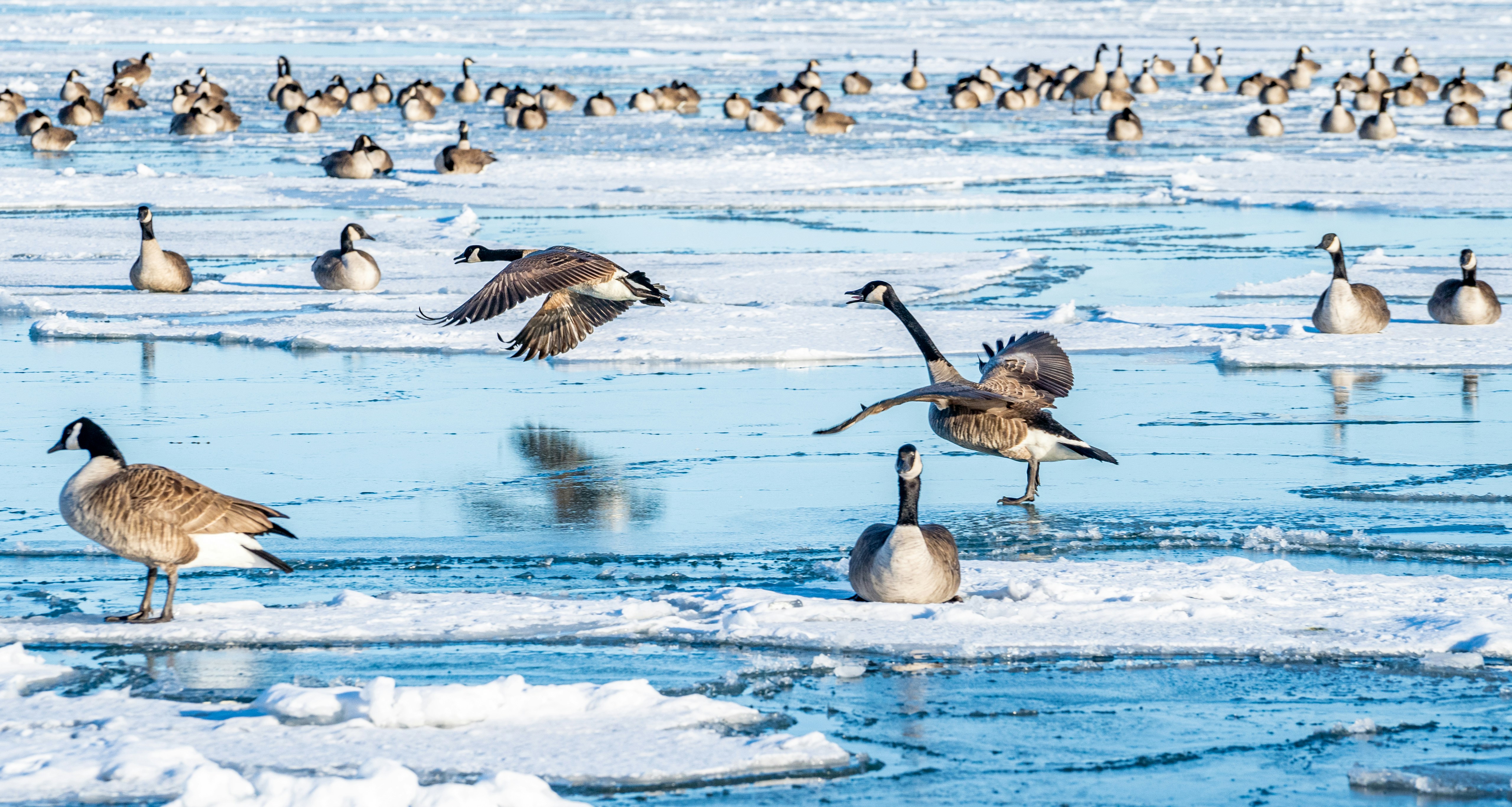 A flock of geese standing on top of a frozen lake photo – Free Goose ...