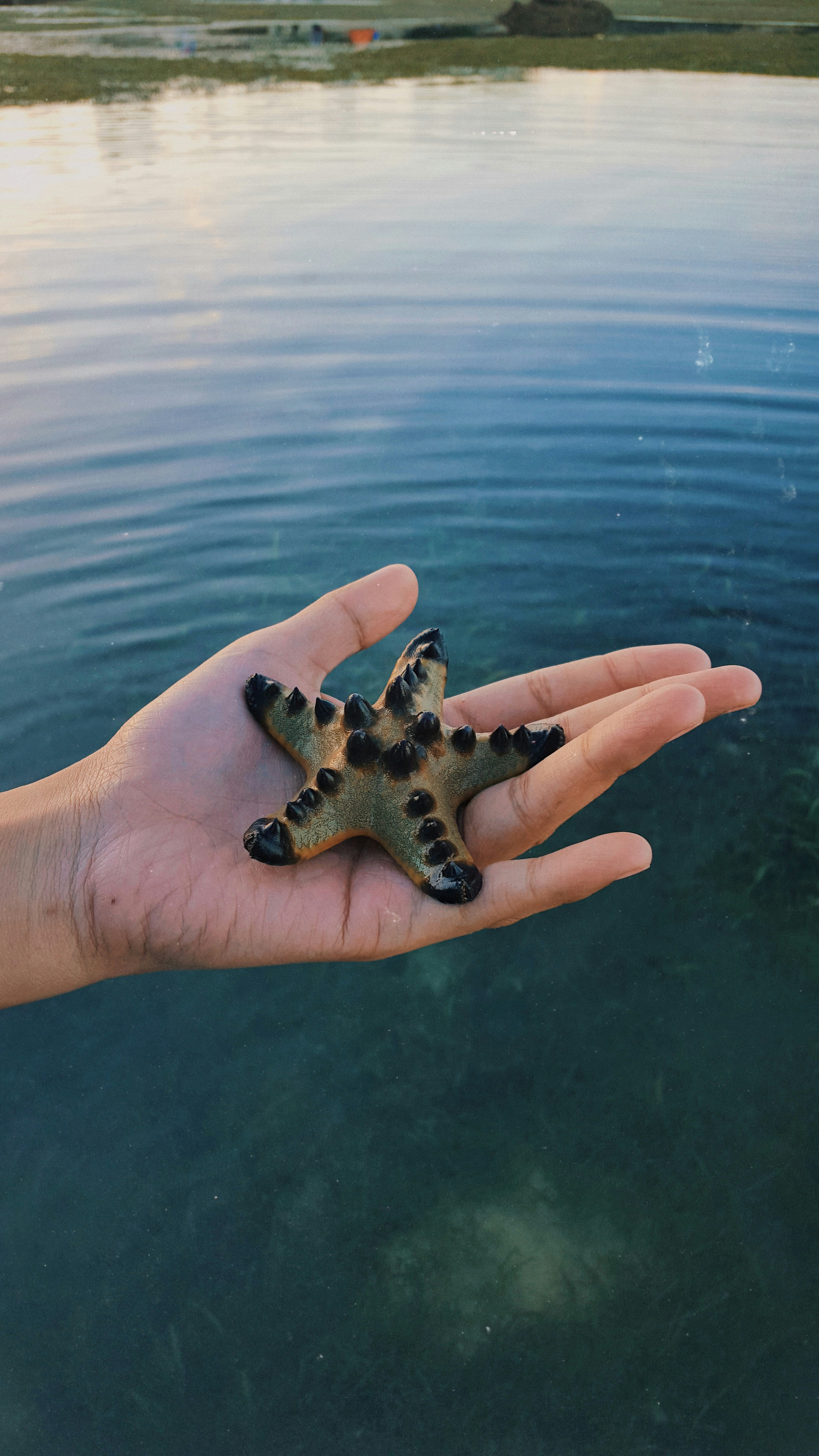 A person holding a starfish in their hand photo – Free Burot beach ...