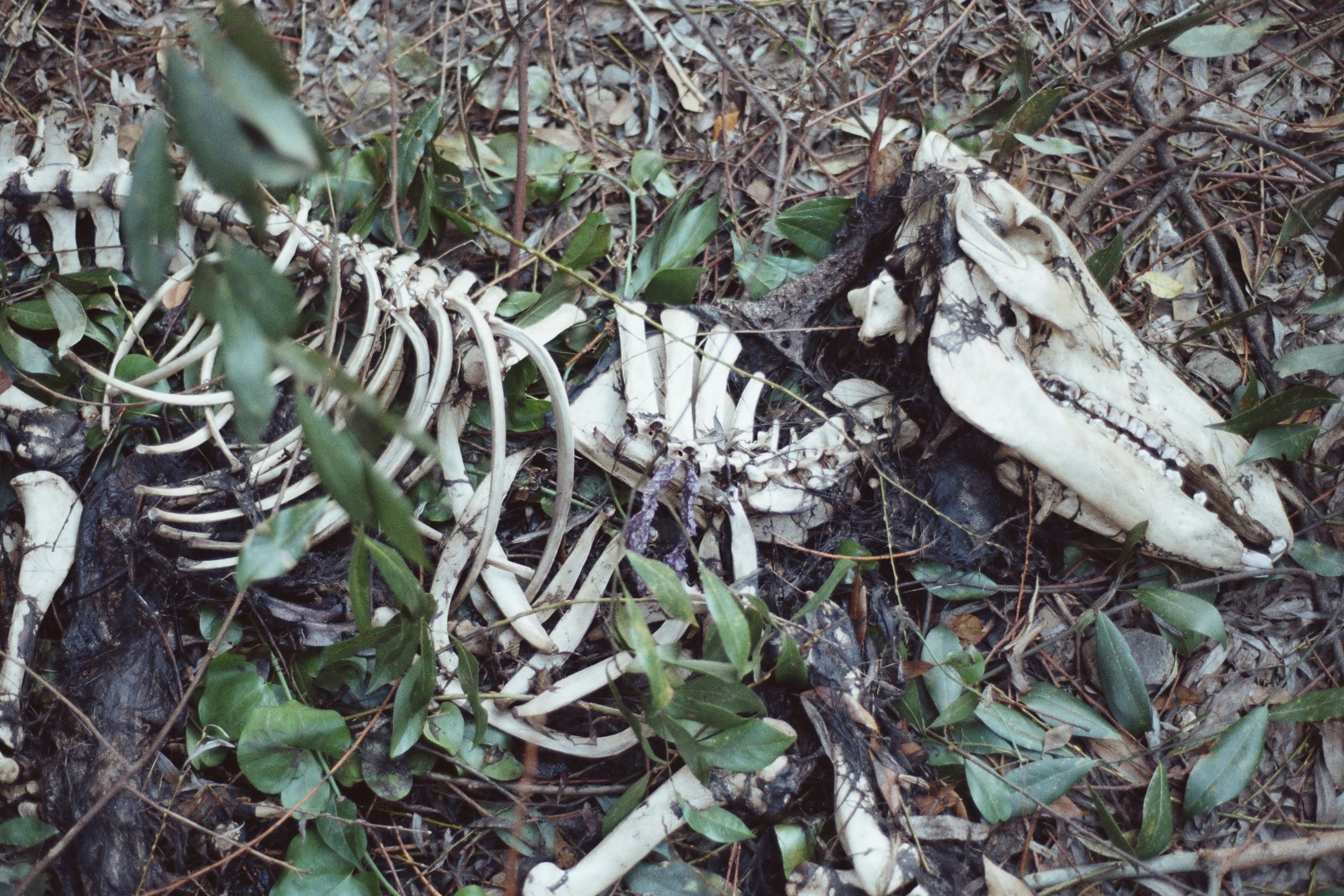 A skeleton is laying on the ground in the grass photo – Free Film ...