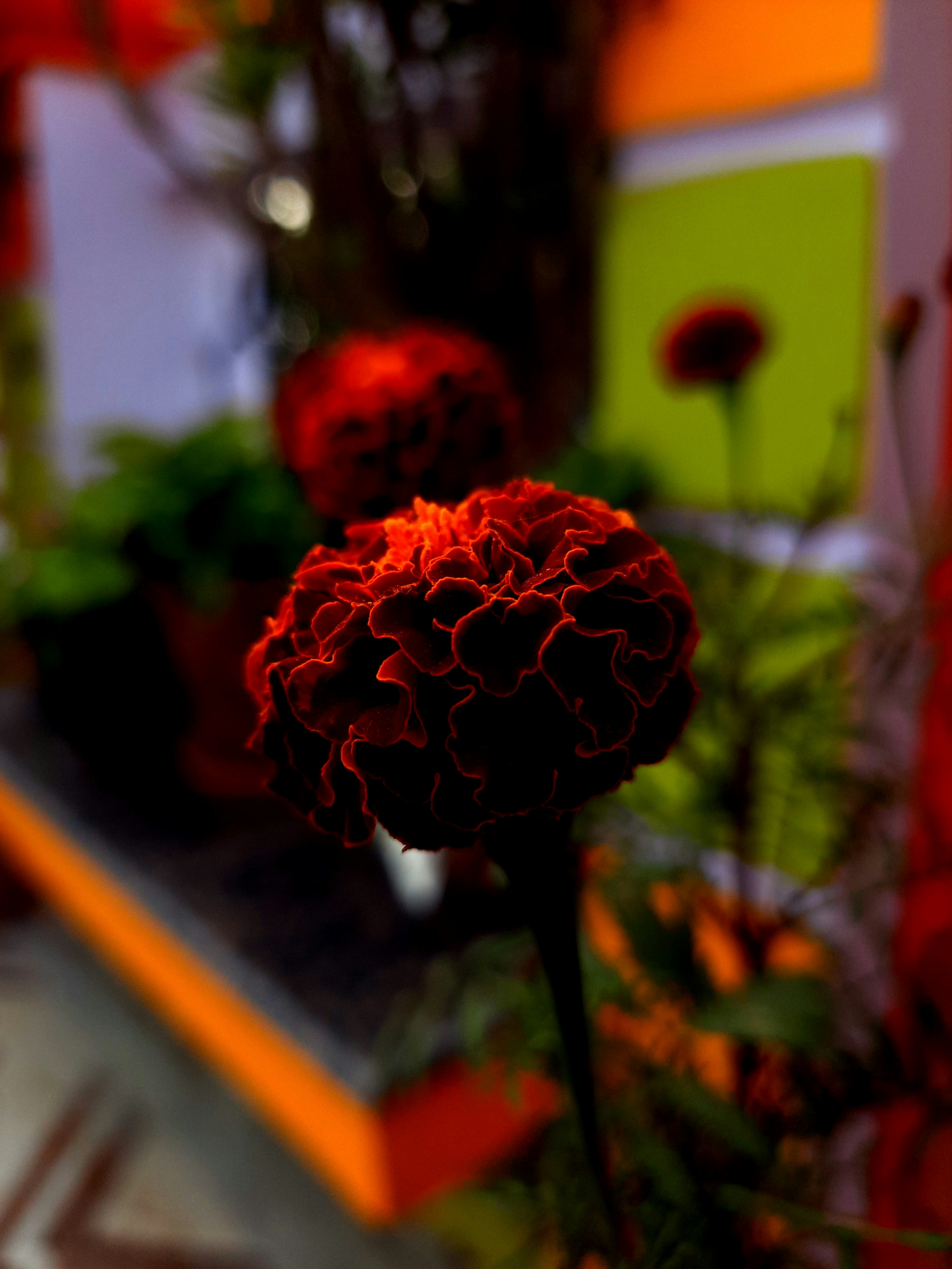 Crimson Bloom in a Velvet Garden