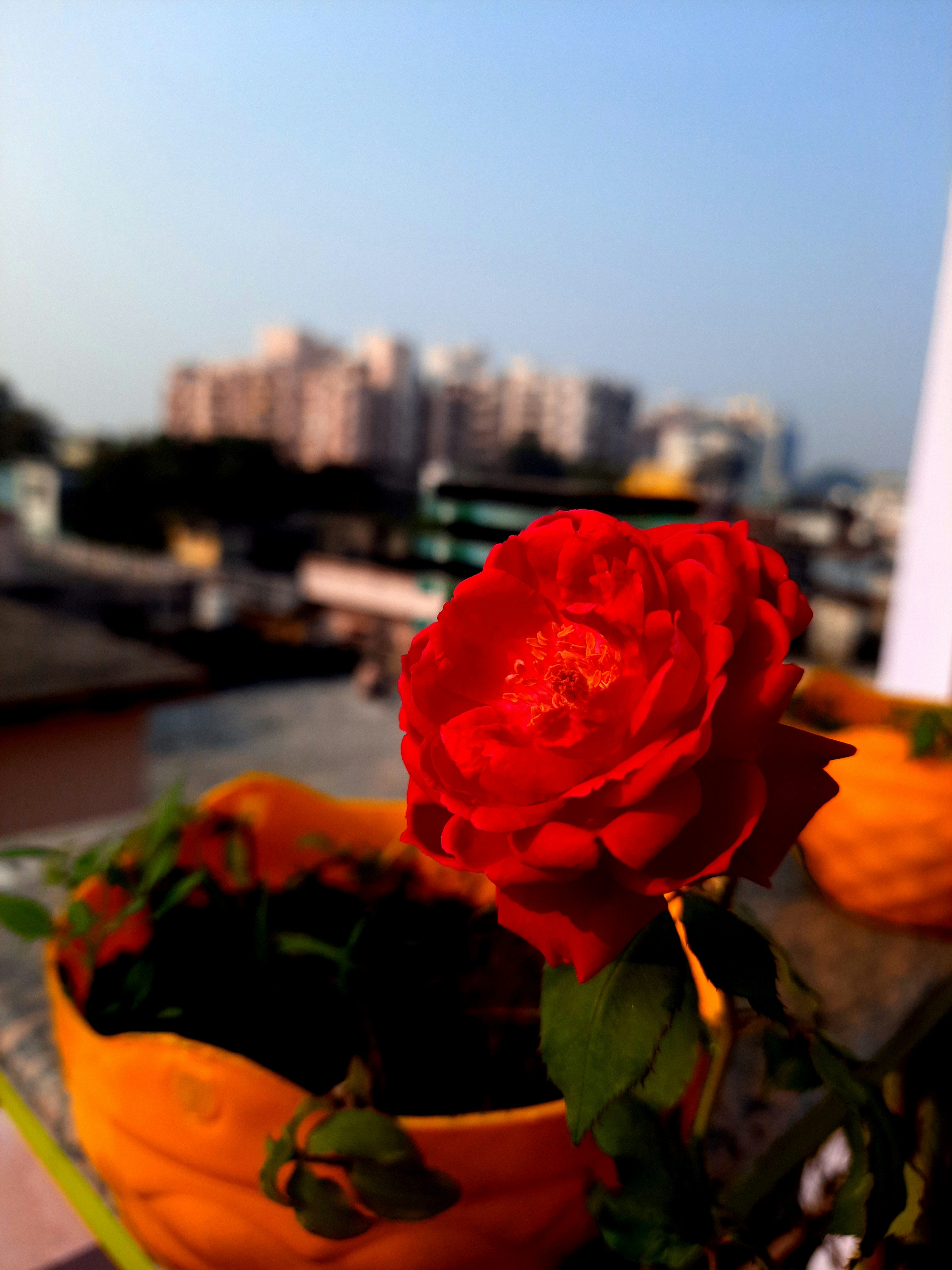 Red Rose in Focus Against a Distant Cityscape