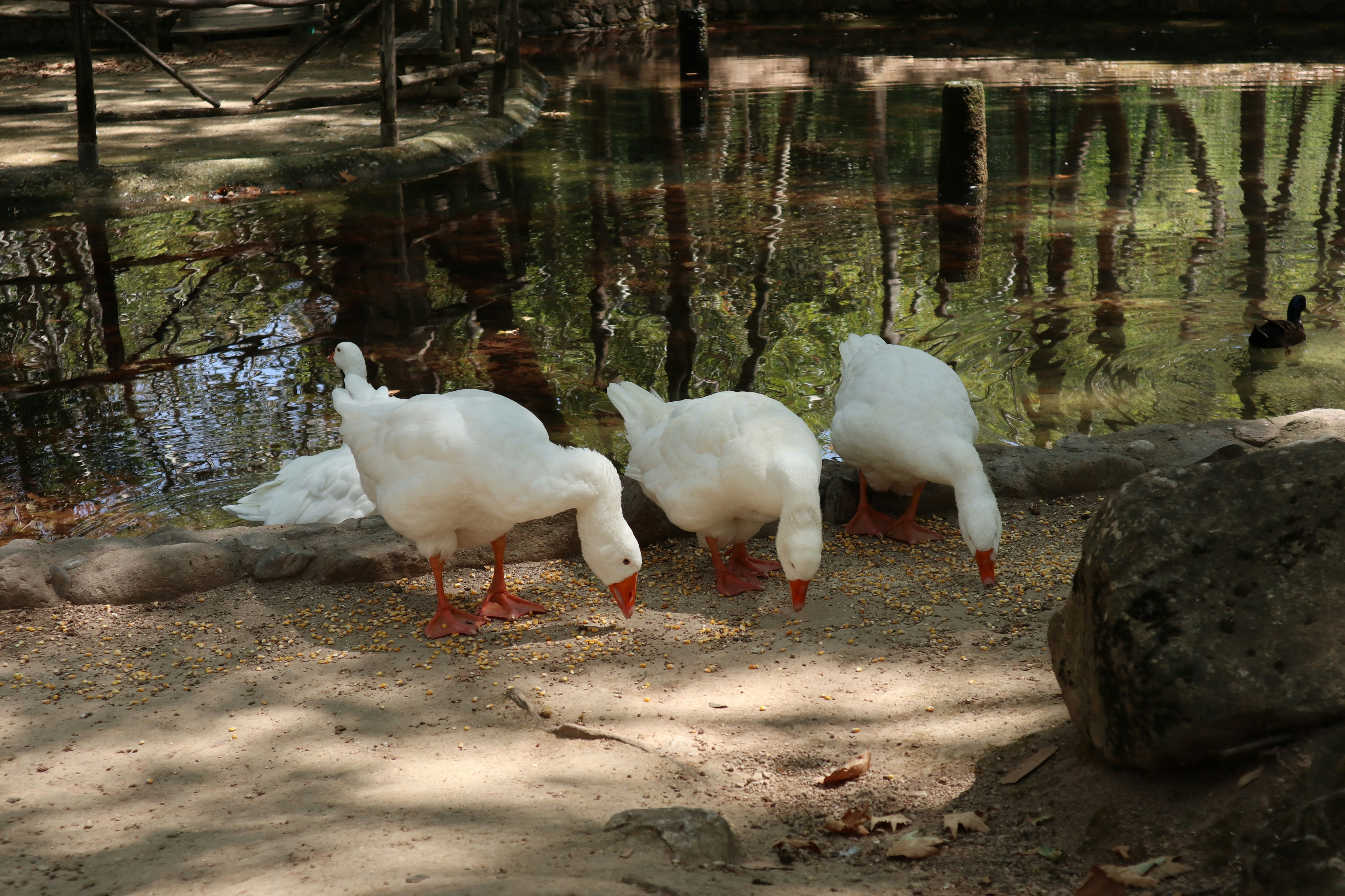 Triad of white geese at the sunlit pond’s edge
