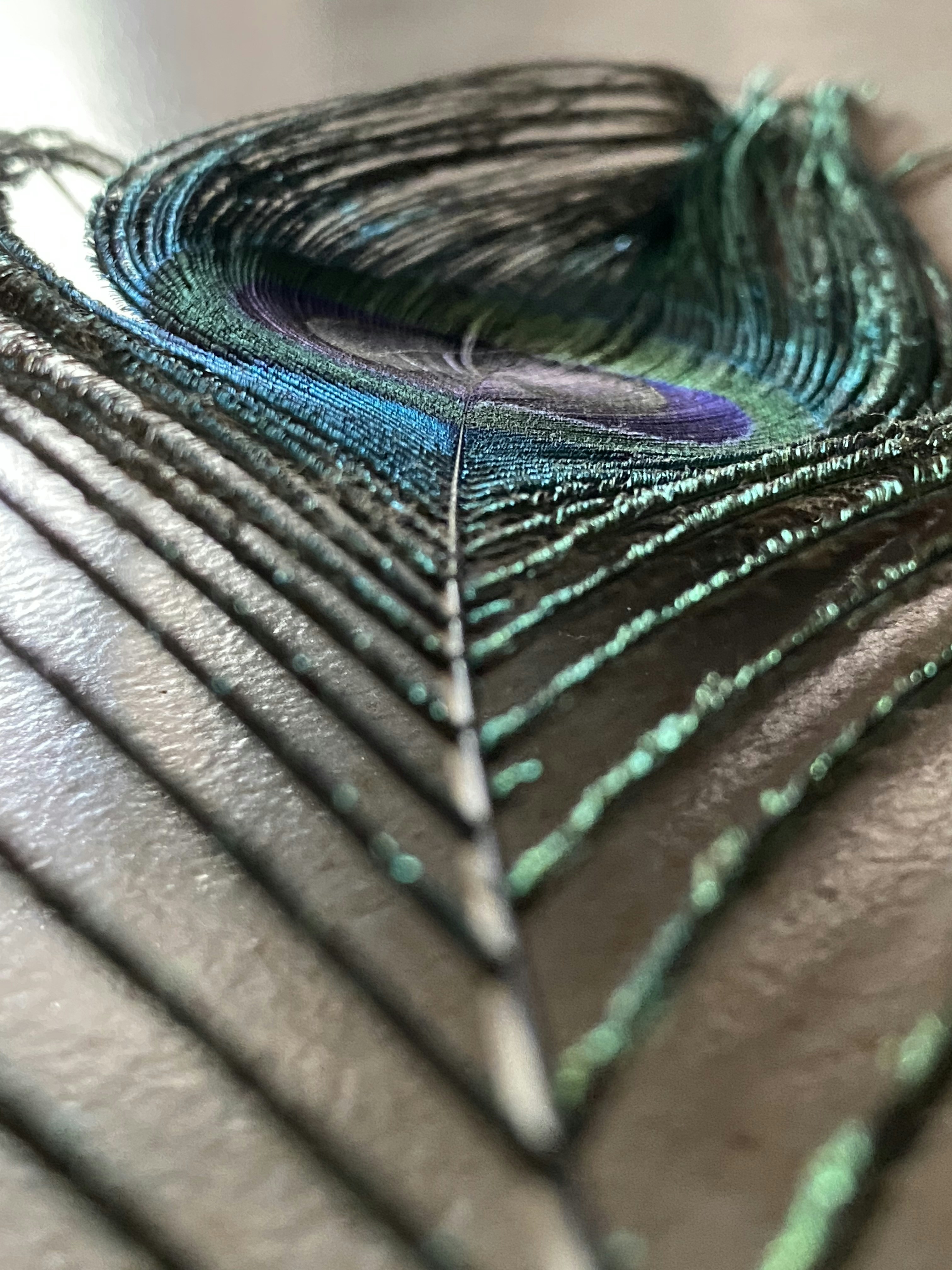 Iridescent Spiral: a macro glimpse into a peacock feather's jeweled edge.