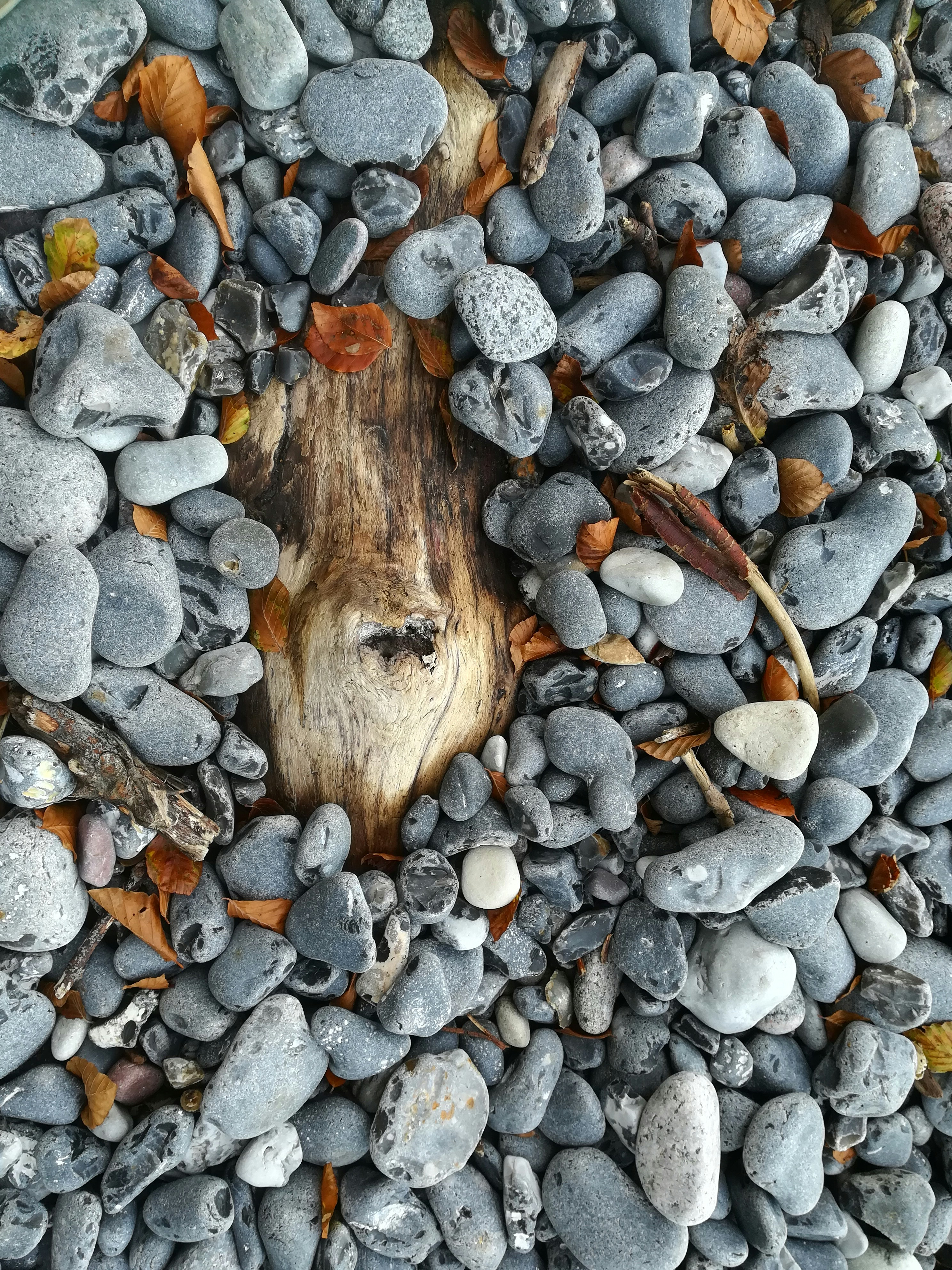 A textured arrangement of smooth pebbles and autumn leaves encircling a weathered piece of driftwood. The composition highlights the intricate relationship between natural elements.