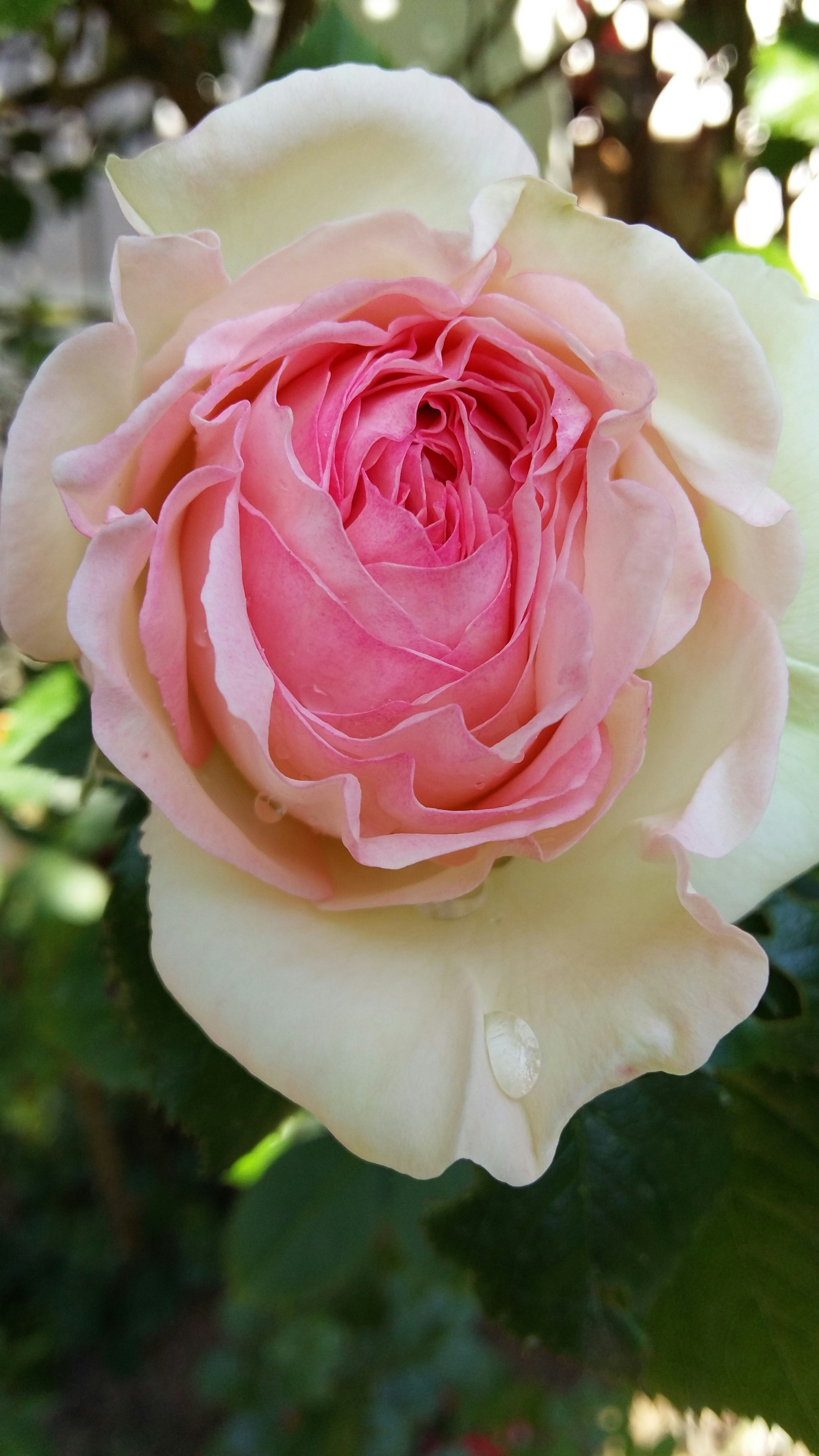 Foto zum Thema Eine rosa und weiße Rose mit grünen Blättern ...