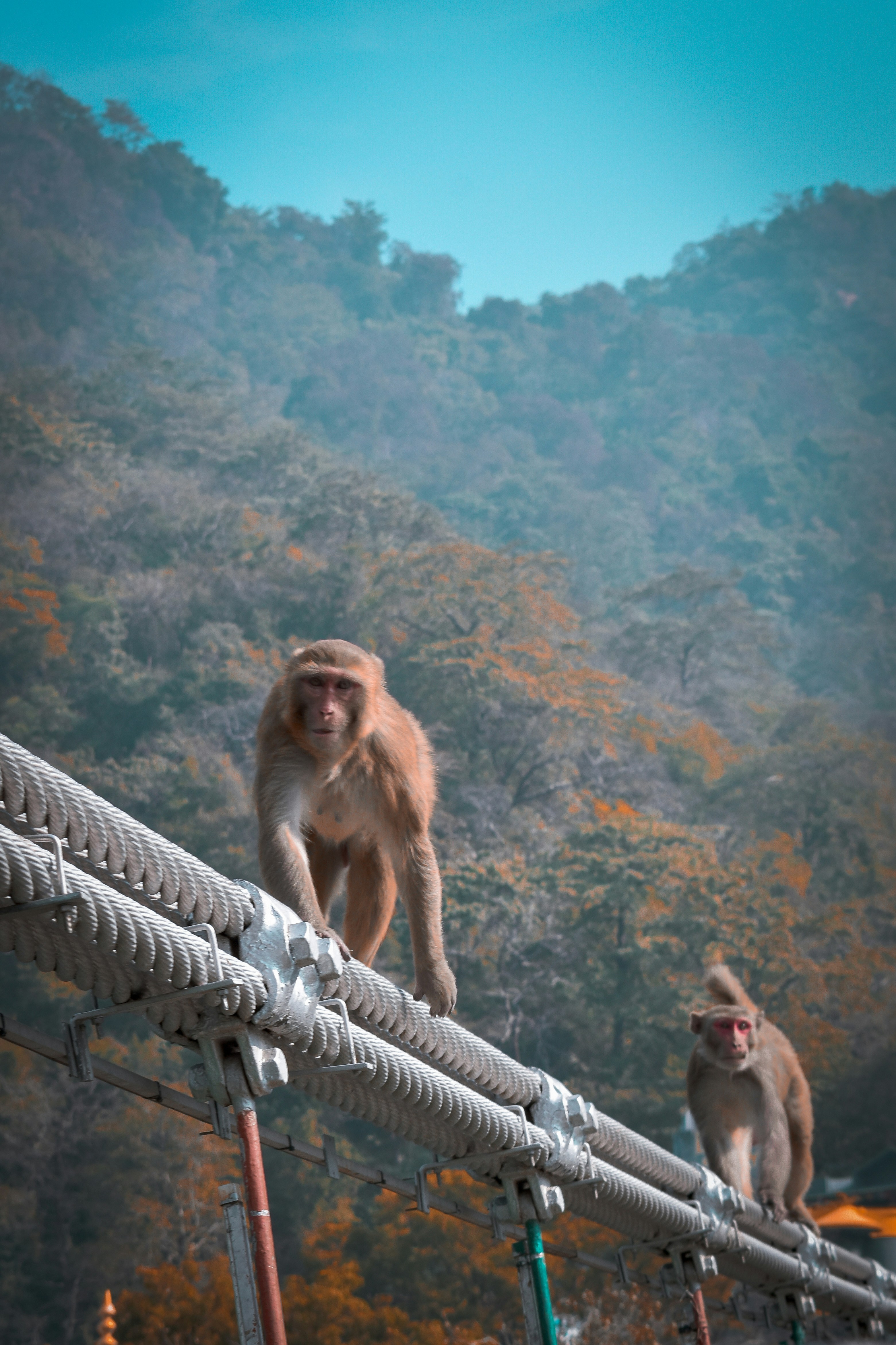 Macaca on the Steel Ribbon: Autumn Forest Crossing