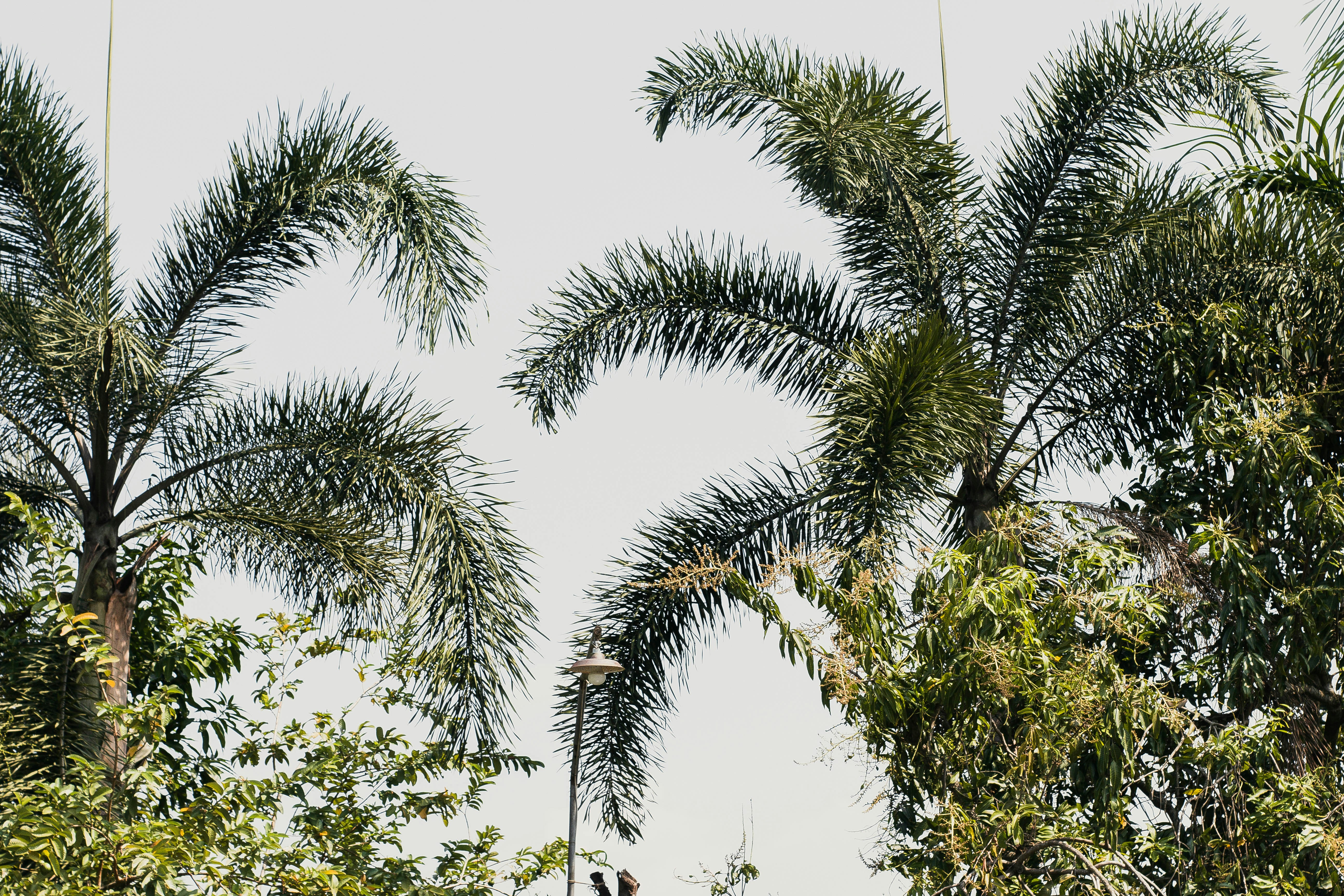 Palm Fronds Over a Sunlit Street: A Quiet Canopy of Green and Light