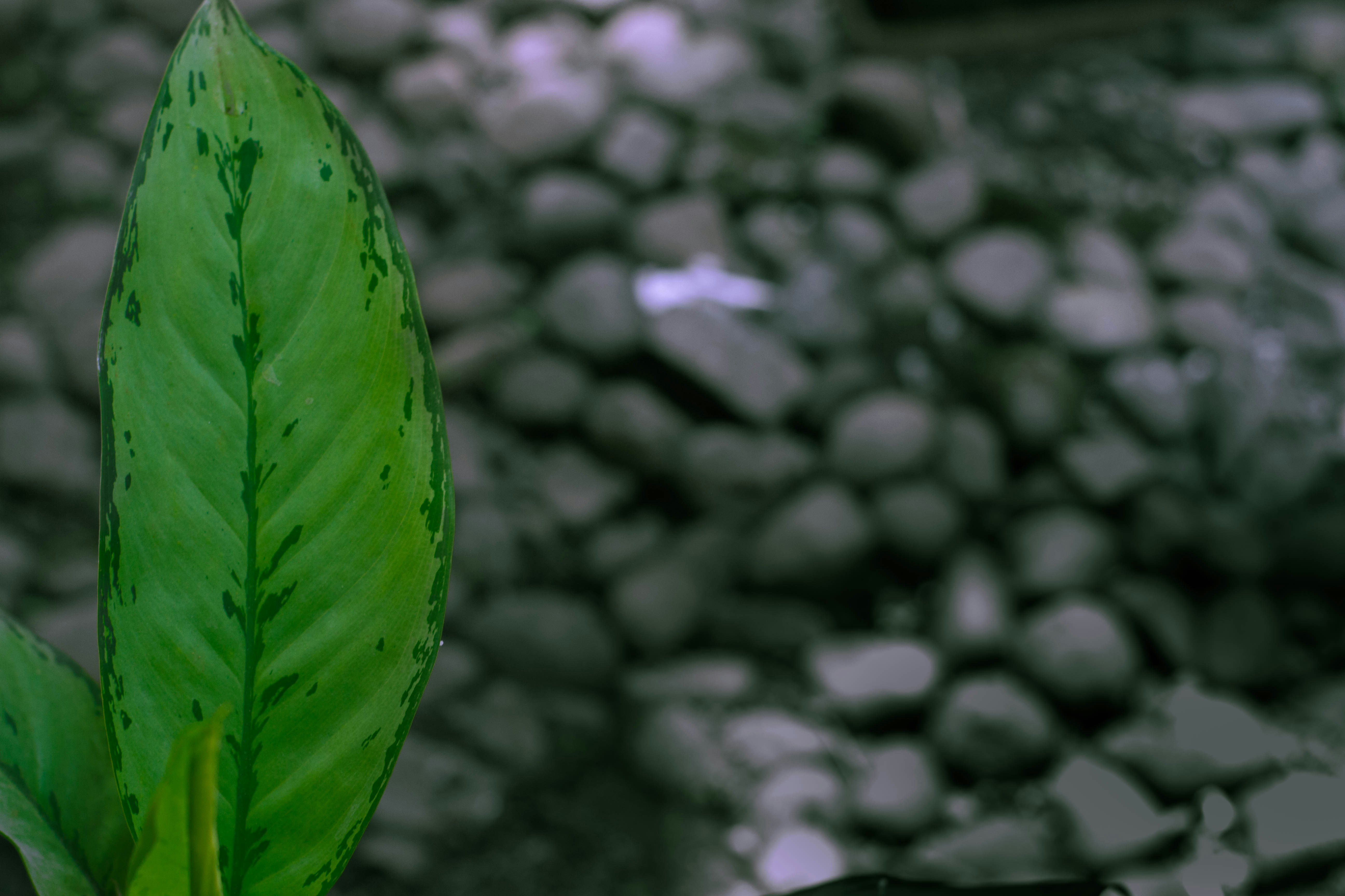 Emerald Leaf Against a Monochrome Pebble Backdrop