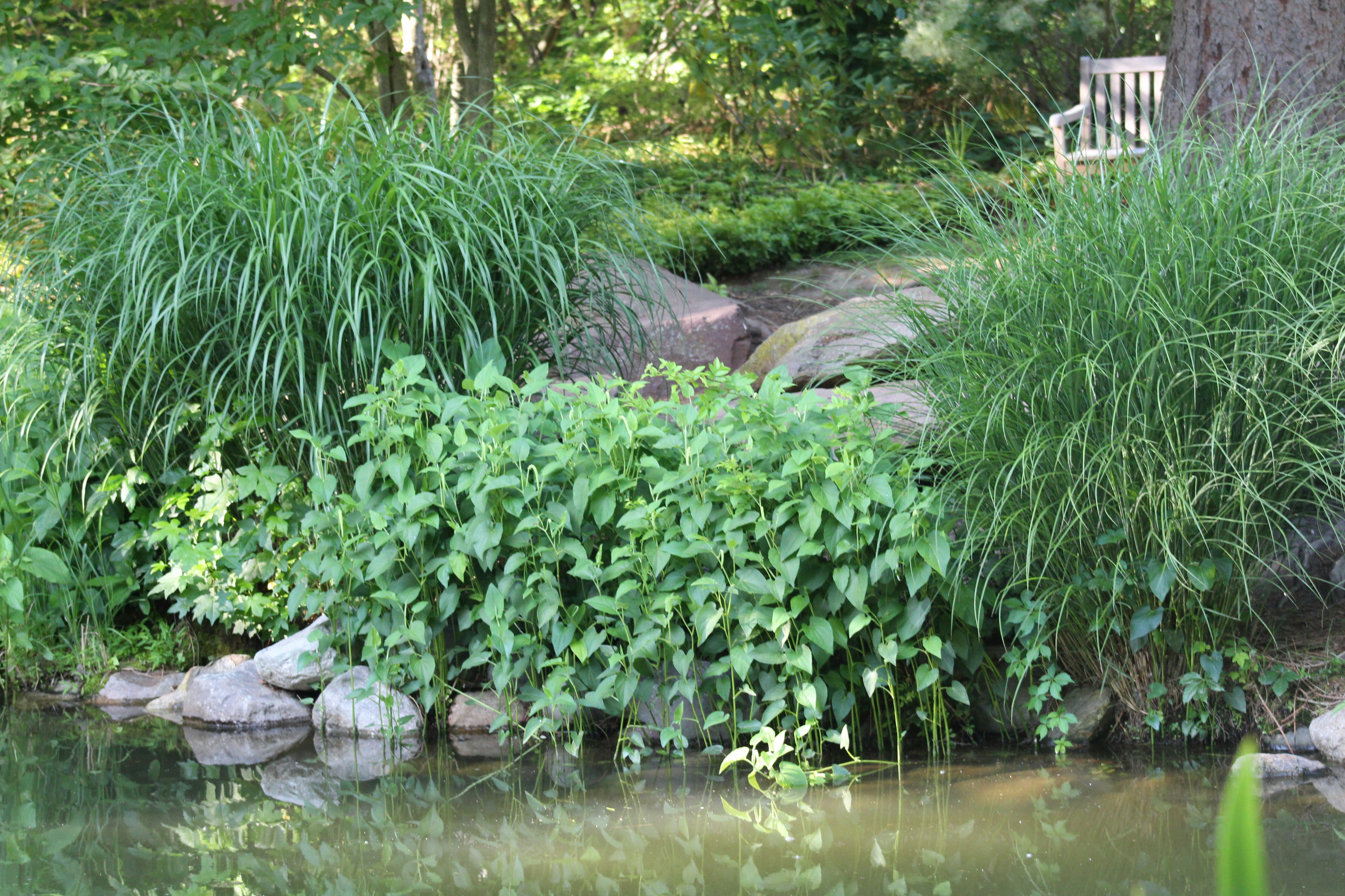 A small pond surrounded by rocks and plants photo – Free Pond Image on ...