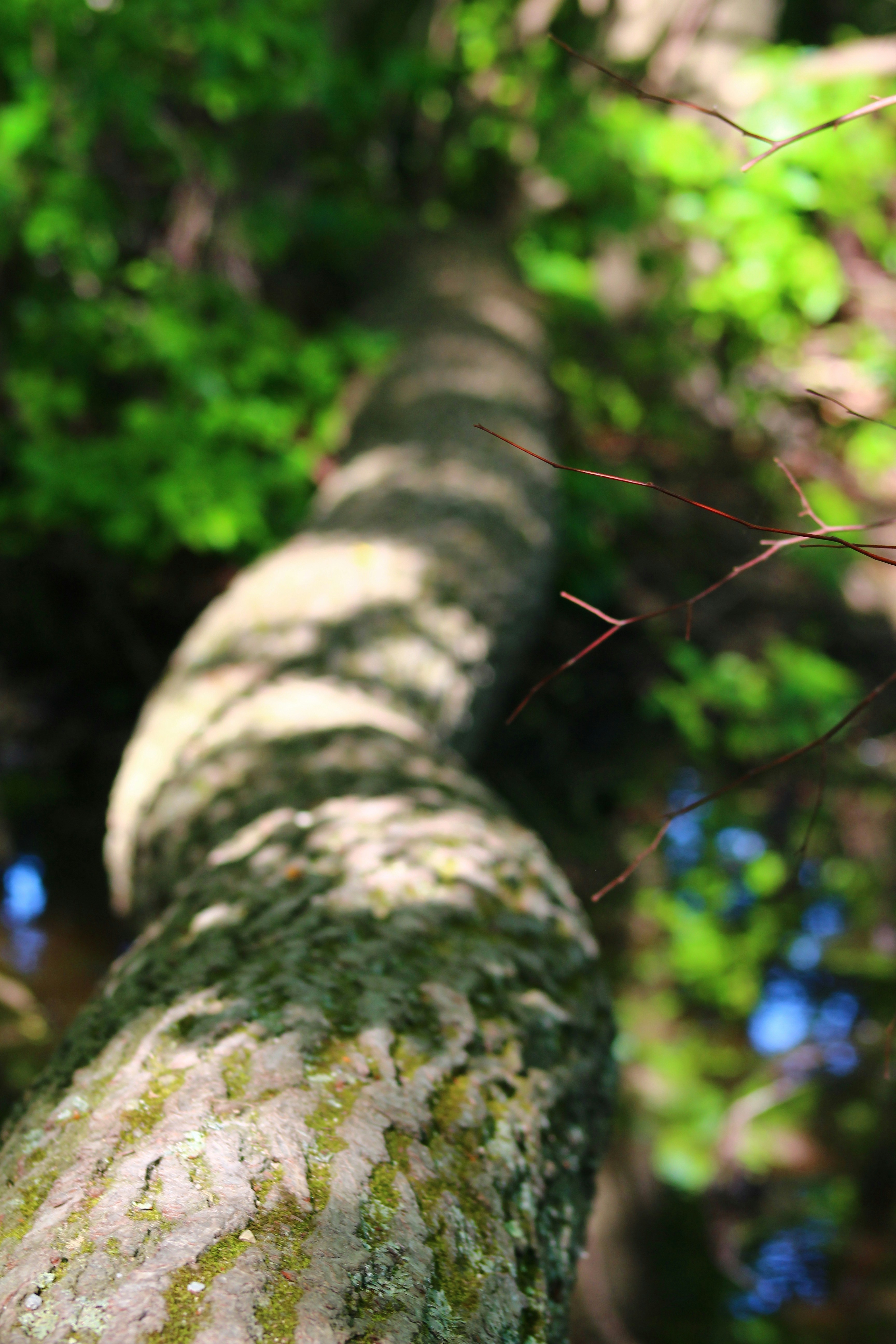 Un tronc d’arbre couvert de mousse dans une forêt photo – Photo Tronc d ...