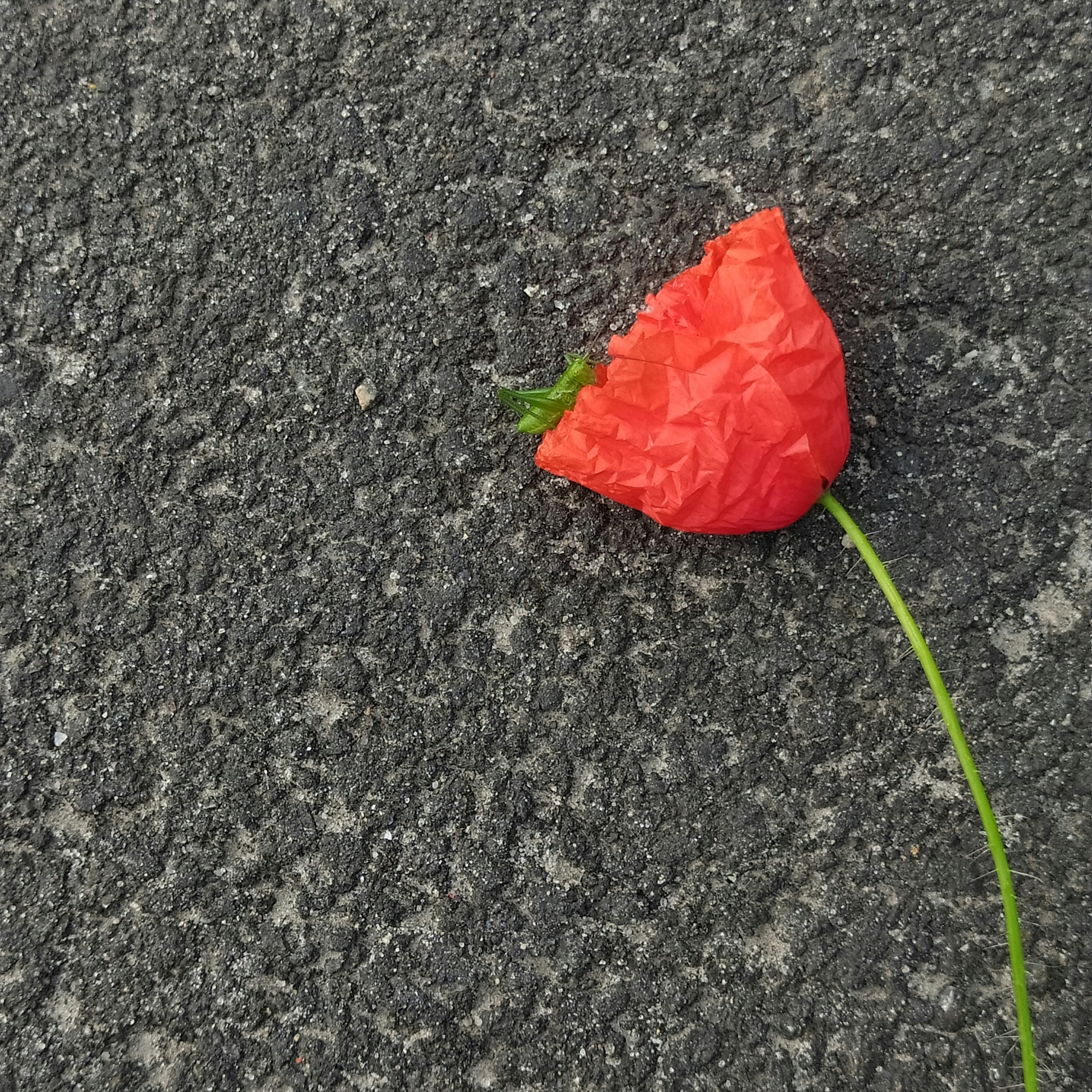 Crimson Petal on Gravel Path