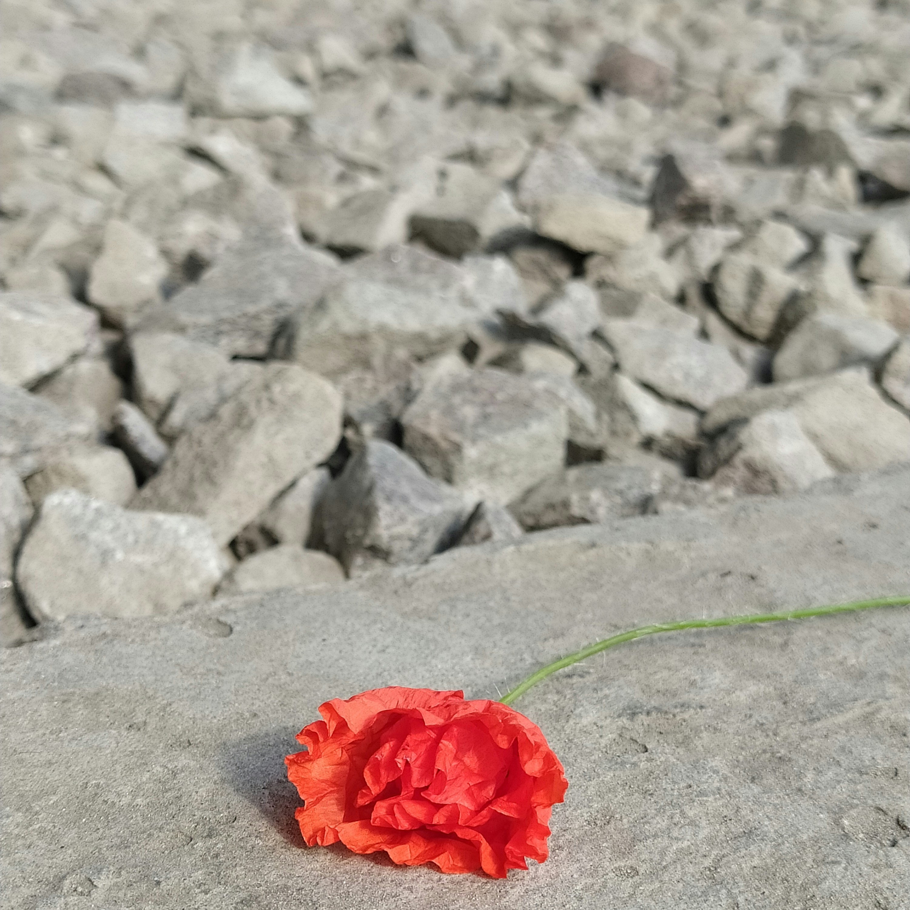 Una sola flor roja sentada en la cima de una roca foto – Imagen de ...