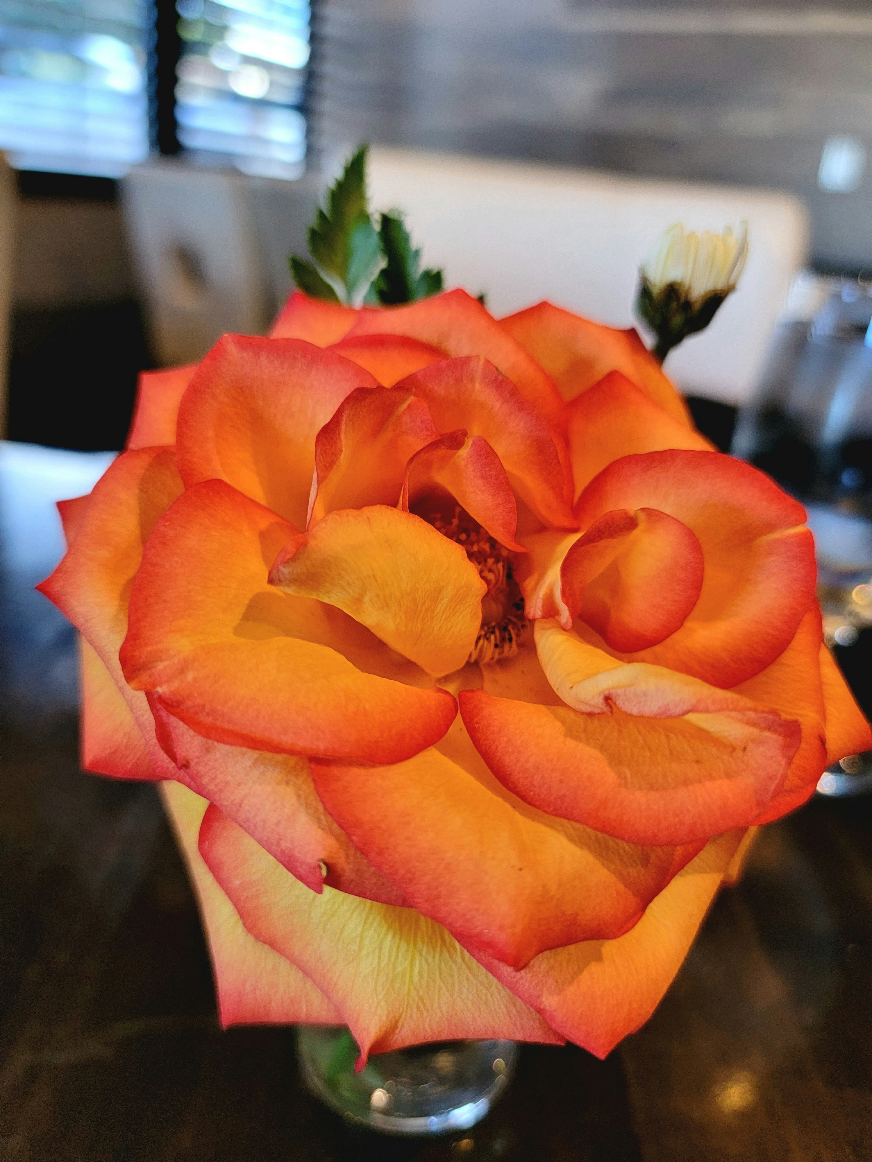Amber Rose in Focus: A Close-Up Bloom Amid a Soft Indoor Glow