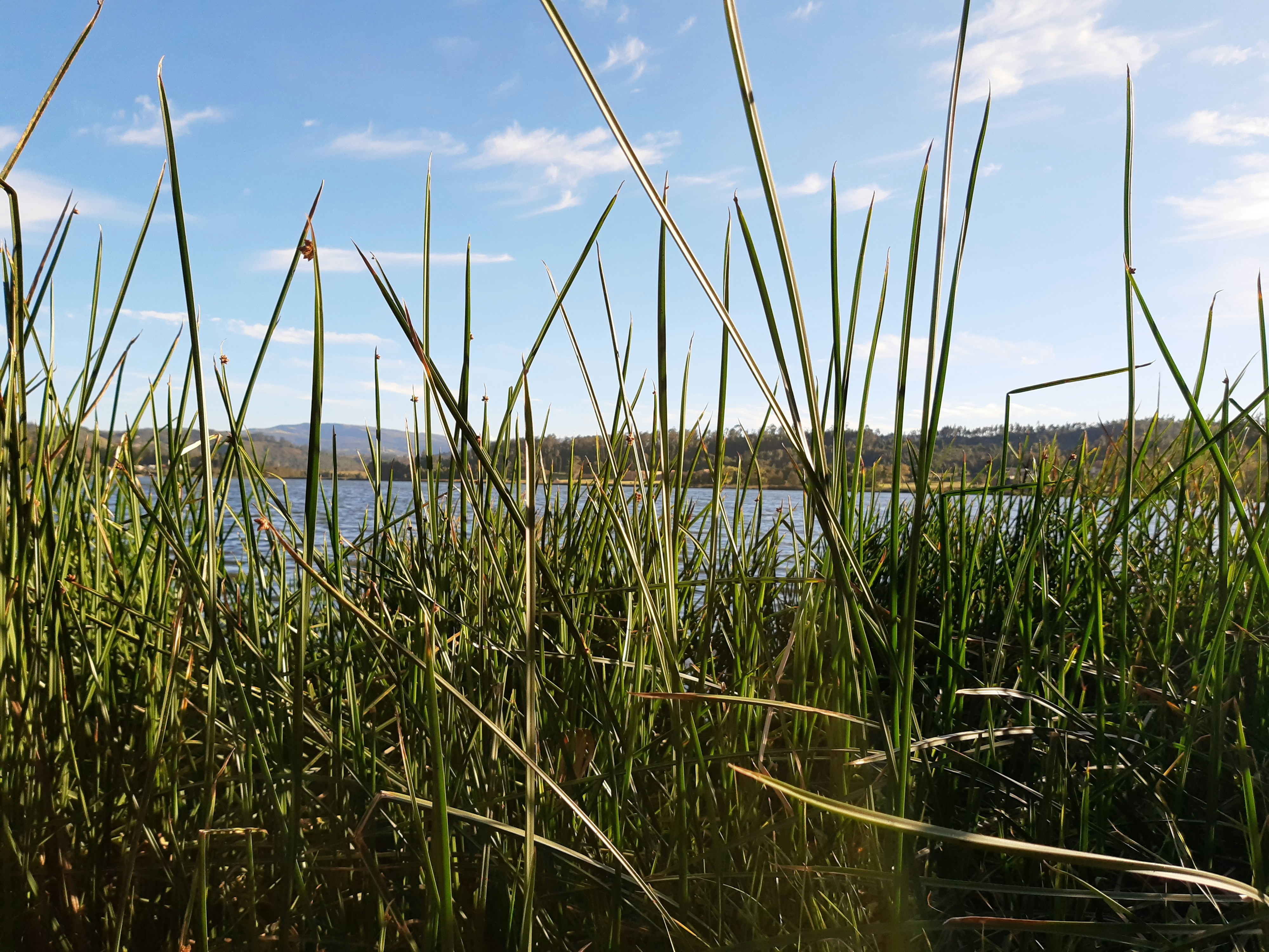 Tall grass sways gently in the foreground, framing a serene lake under a clear blue sky. Soft hills rise in the distance.