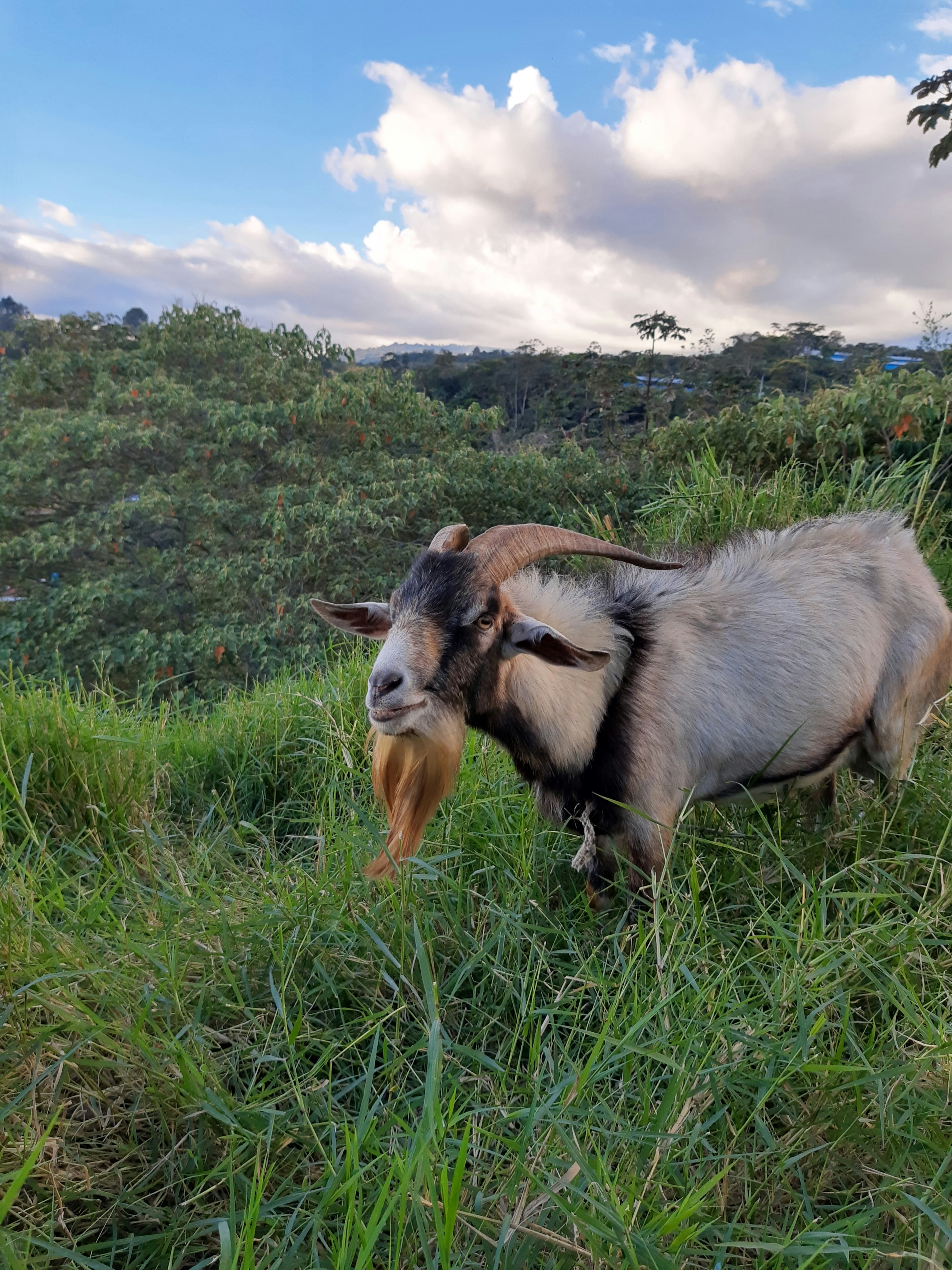 A goat standing on top of a lush green field photo – Free Cundinamarca ...