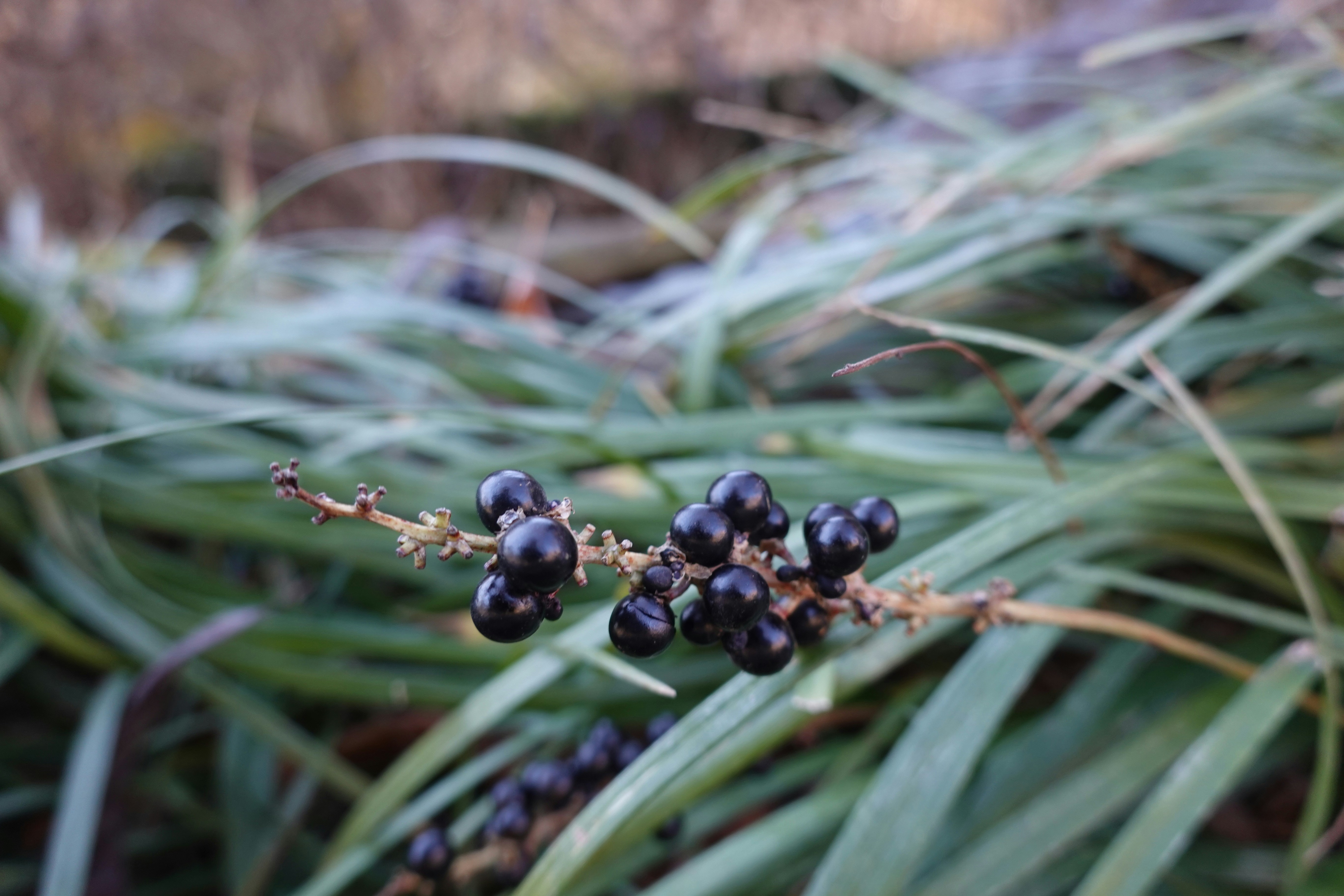 Dark Berries on a Slender Stem Amid Green Fronds