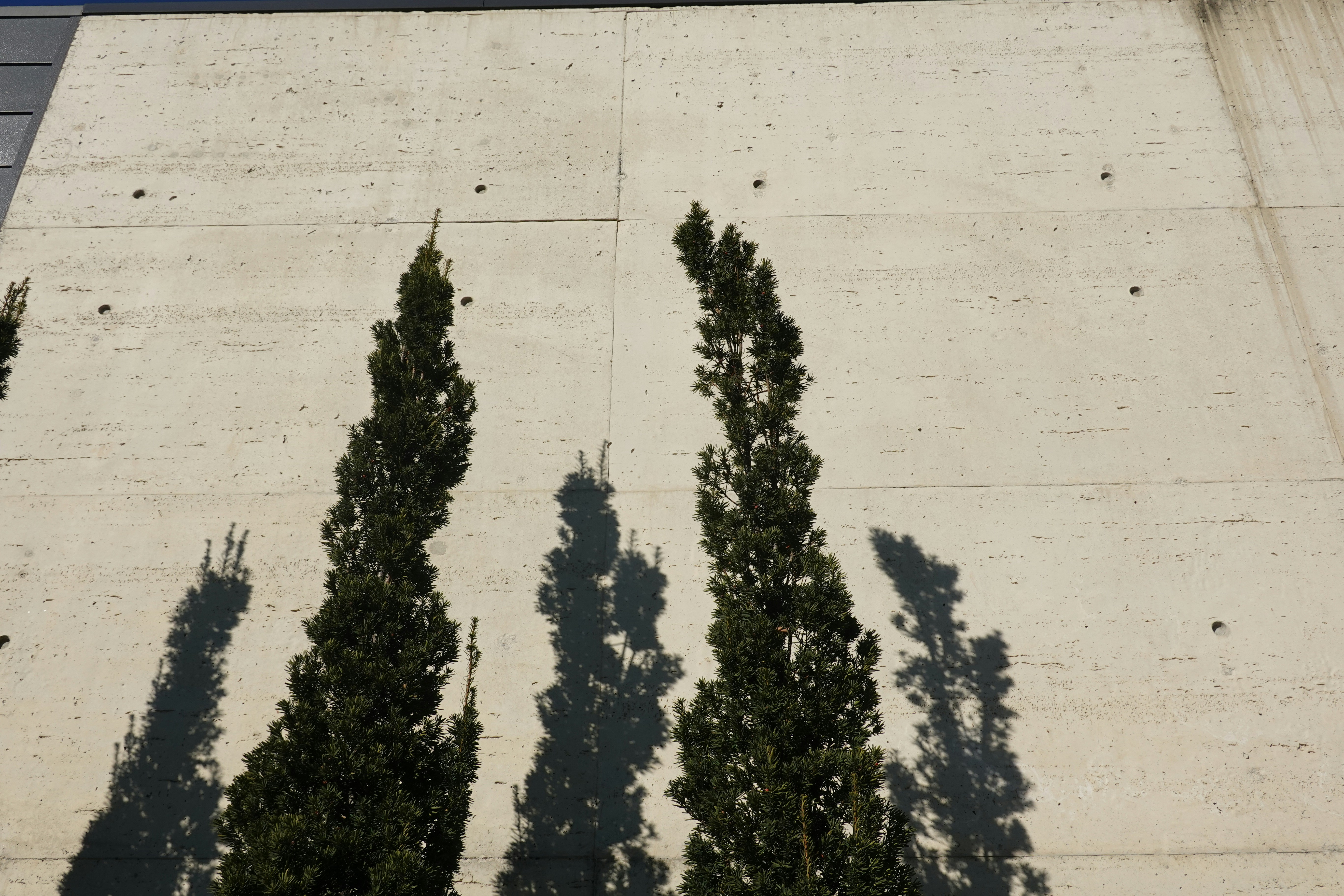 Concrete Canvas: Tall Pines Cast Long Shadows on a Bare Wall