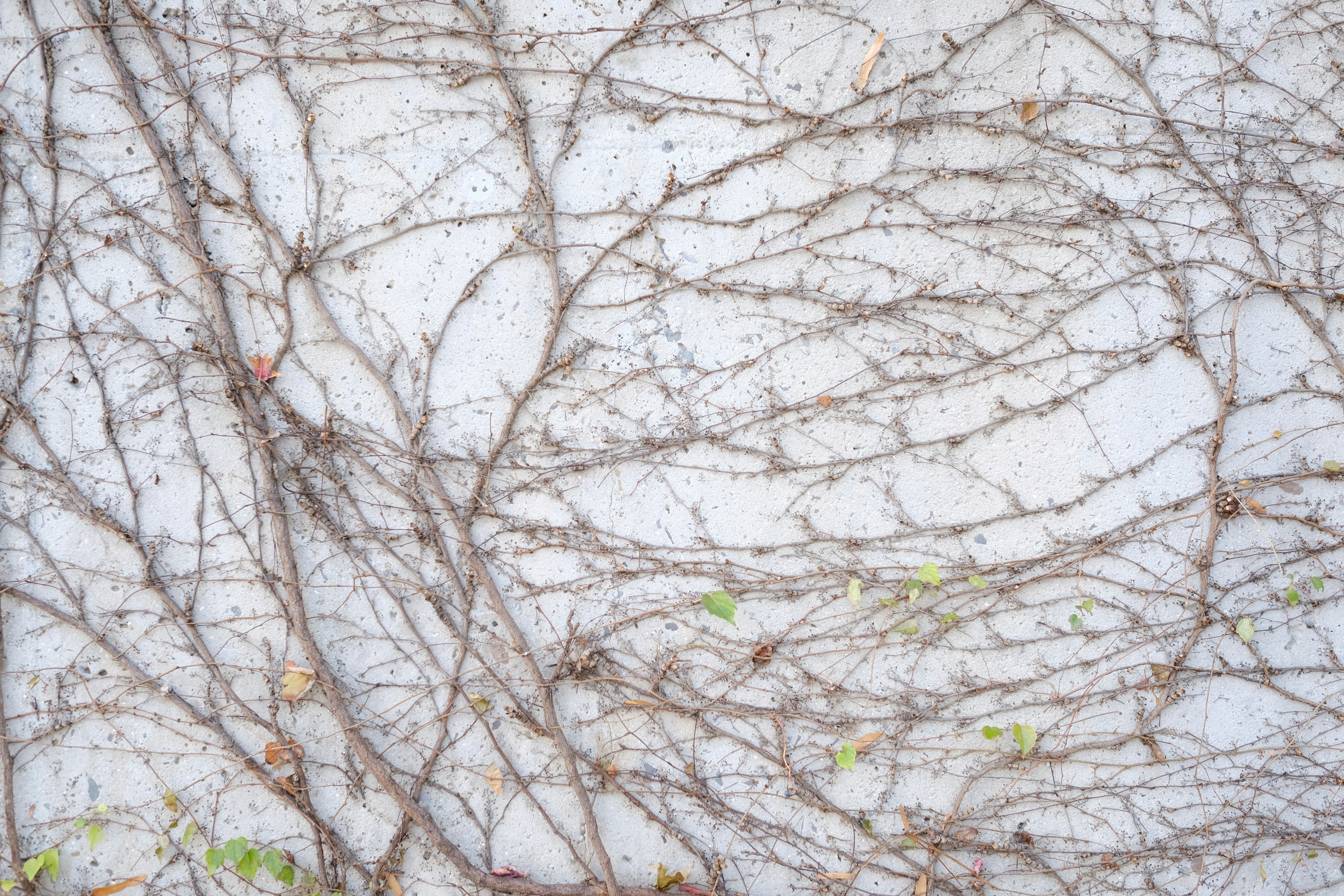 a wall covered in vines and leaves on top of it