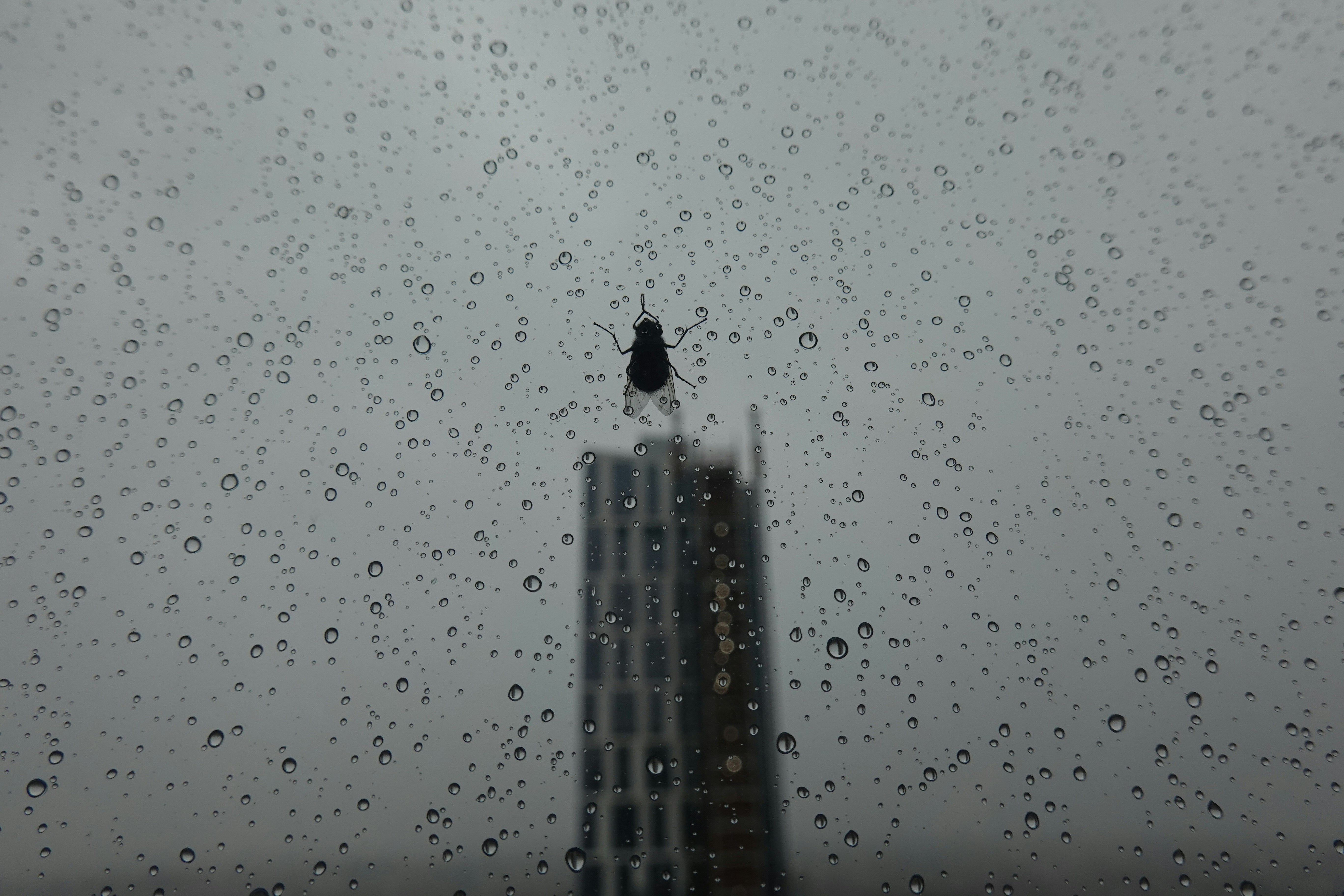 Lone Bird Over a Rain-Dusted City Spire