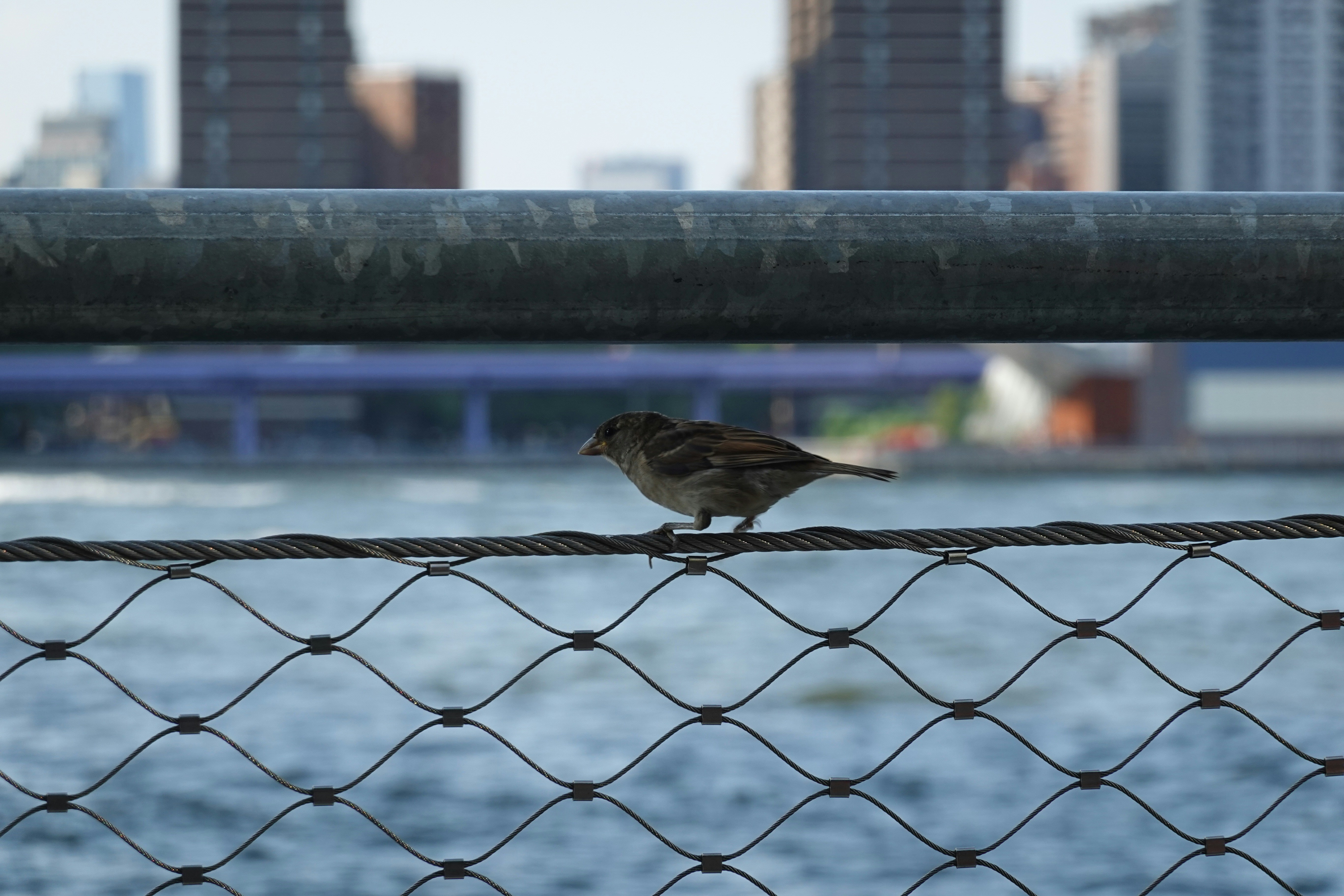A sparrow perched on a fence, with a city skyline and water in the background, illustrating the contrast between nature and urban life.