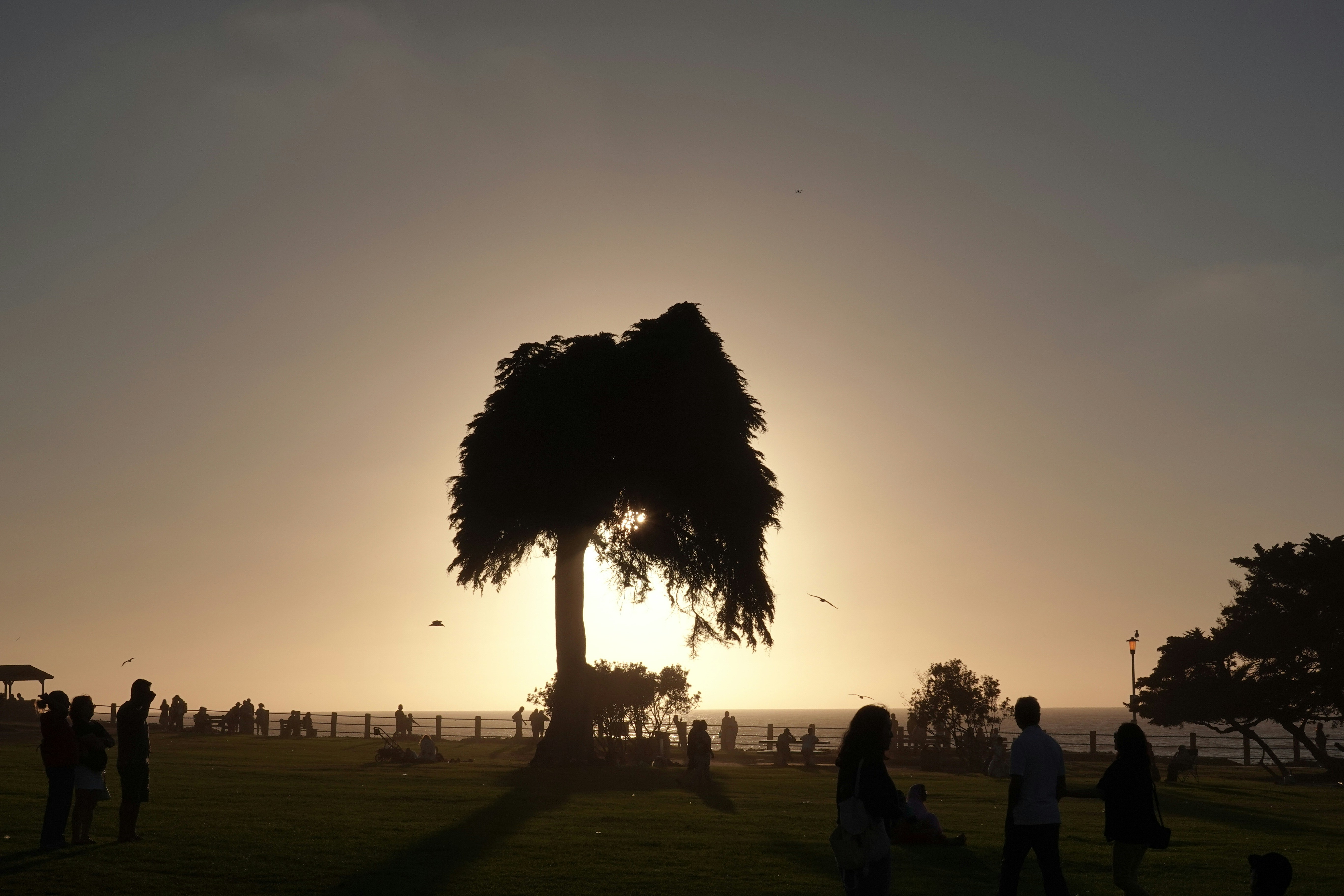 Dusk Sentinel: A Lone Tree Framing the Seaside Sunset