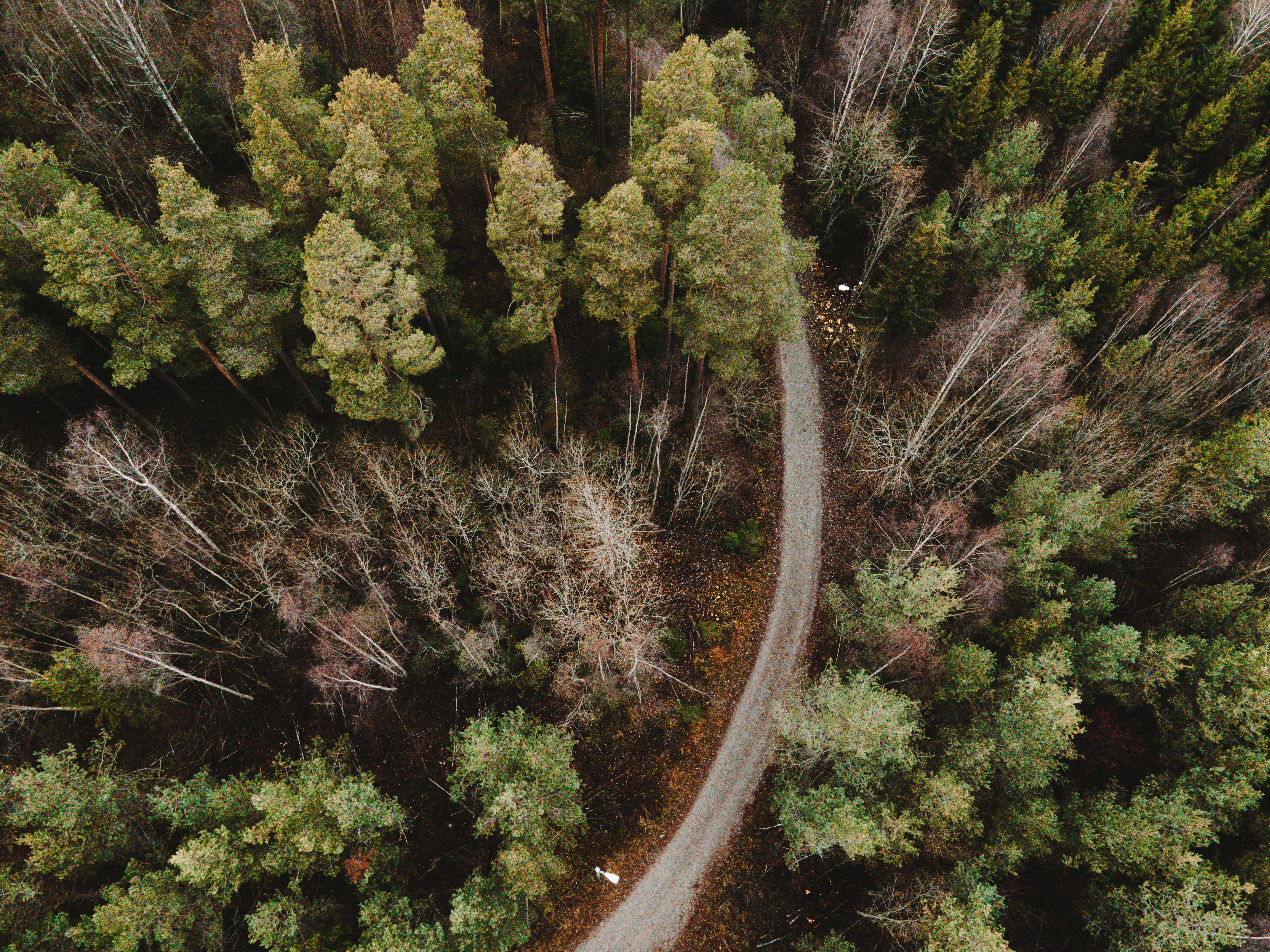 Vue aérienne d’une route au milieu d’une forêt photo – Photo La nature ...
