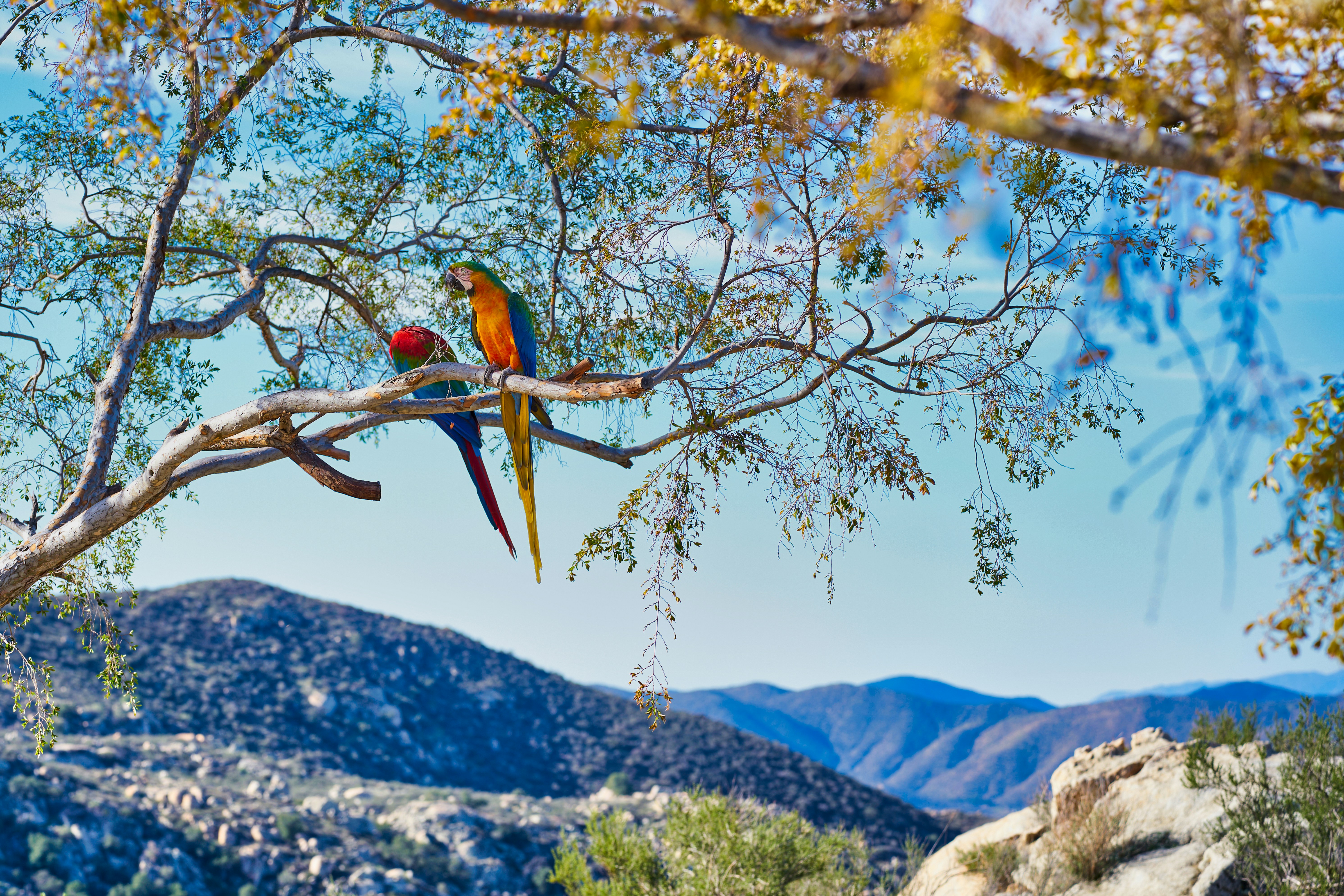 Crimson Macaws Perched on a Weathered Branch Over a Desert Canyon