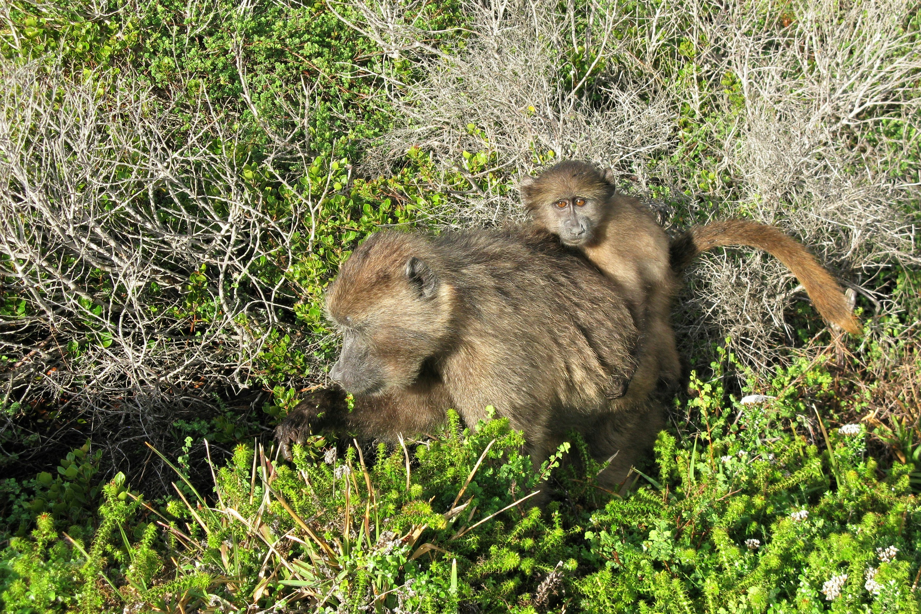 A photograph of two baboons resting among dense green shrubs, with a juvenile clinging to its mother's back. The scene captures a quiet moment in sunlit scrubland.