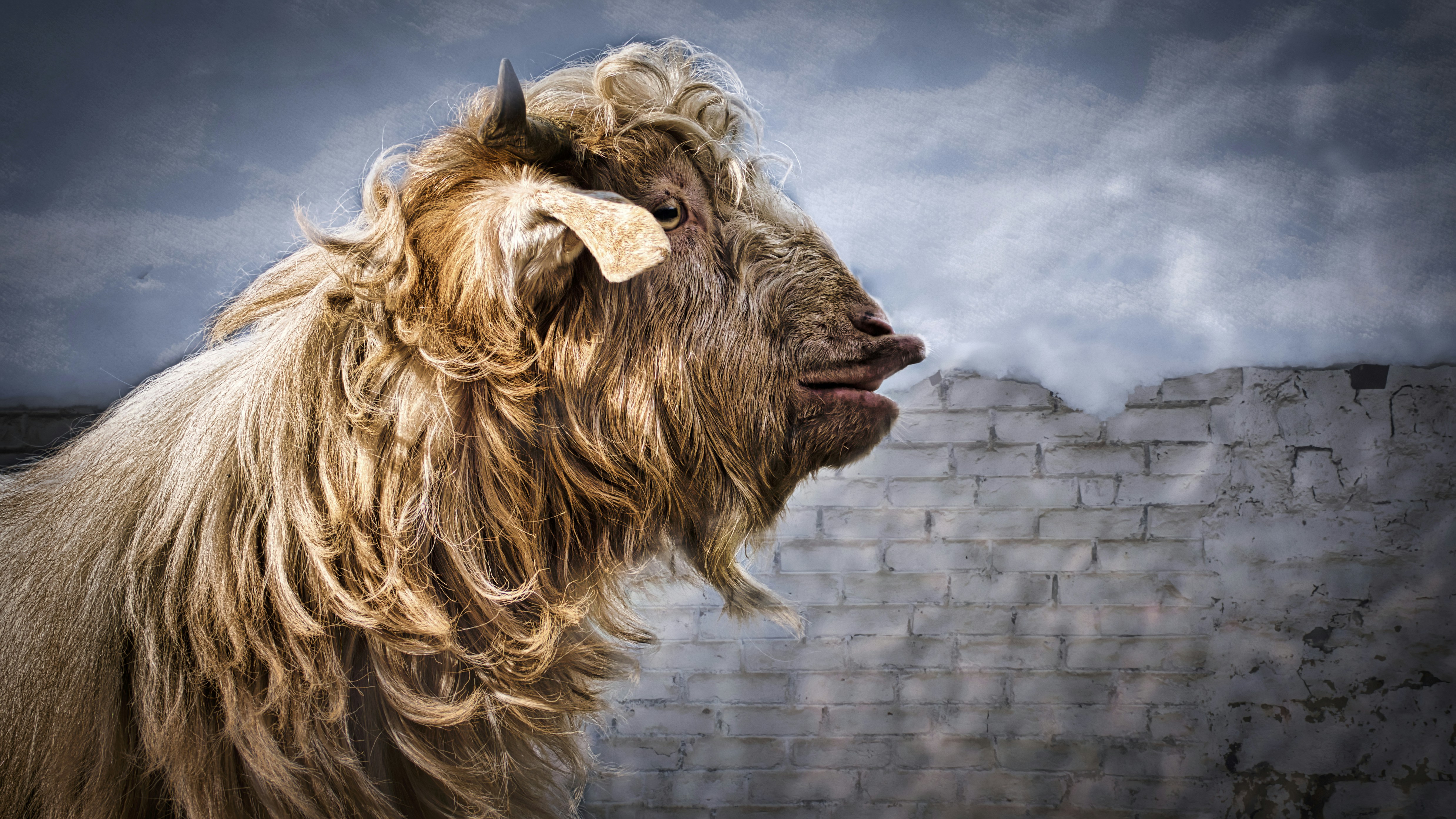 A furry animal standing next to a brick wall photo – Free Animal Image ...