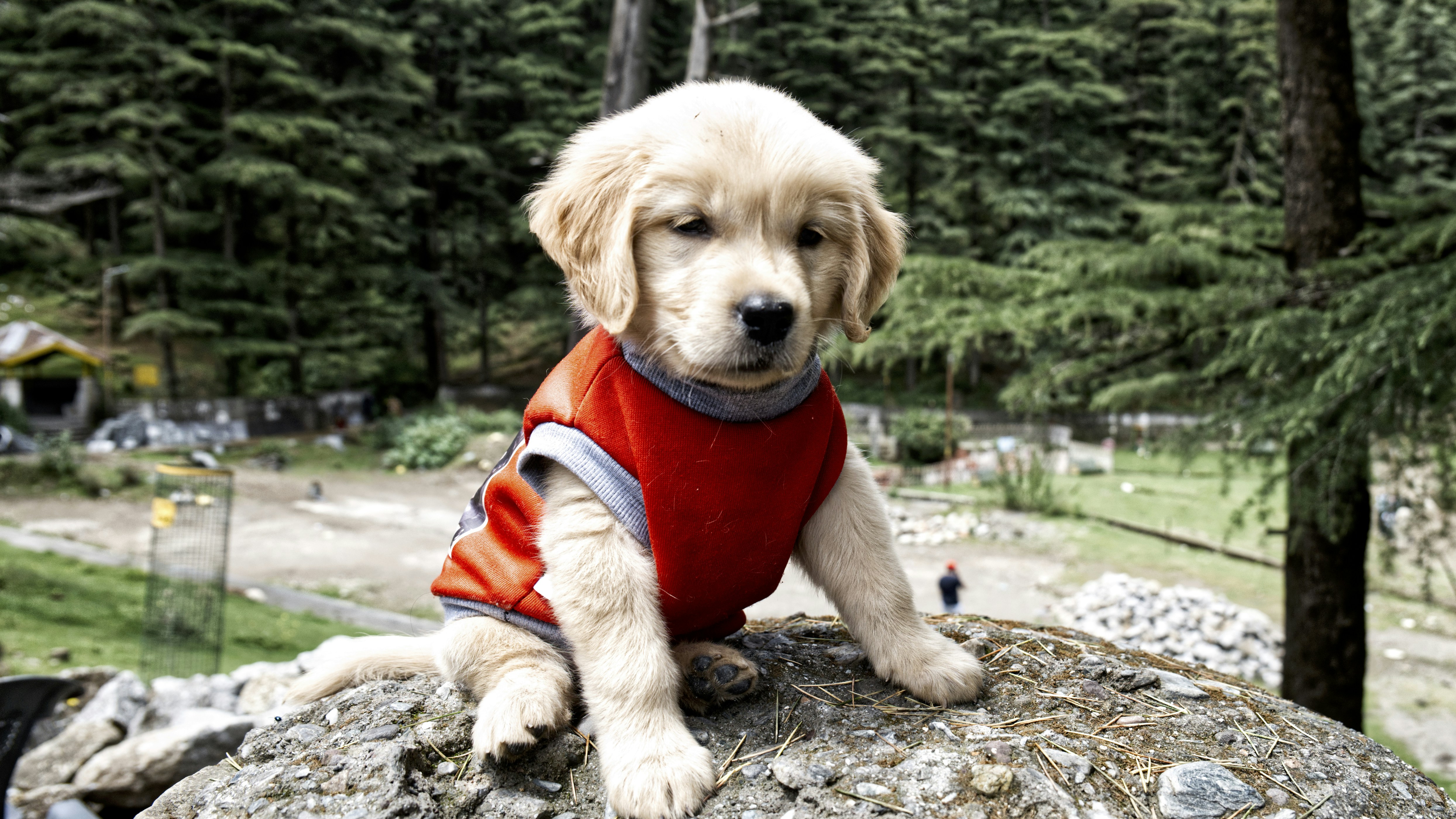 Young Golden Retriever Puppy in Red Vest Explores a Forest Rock