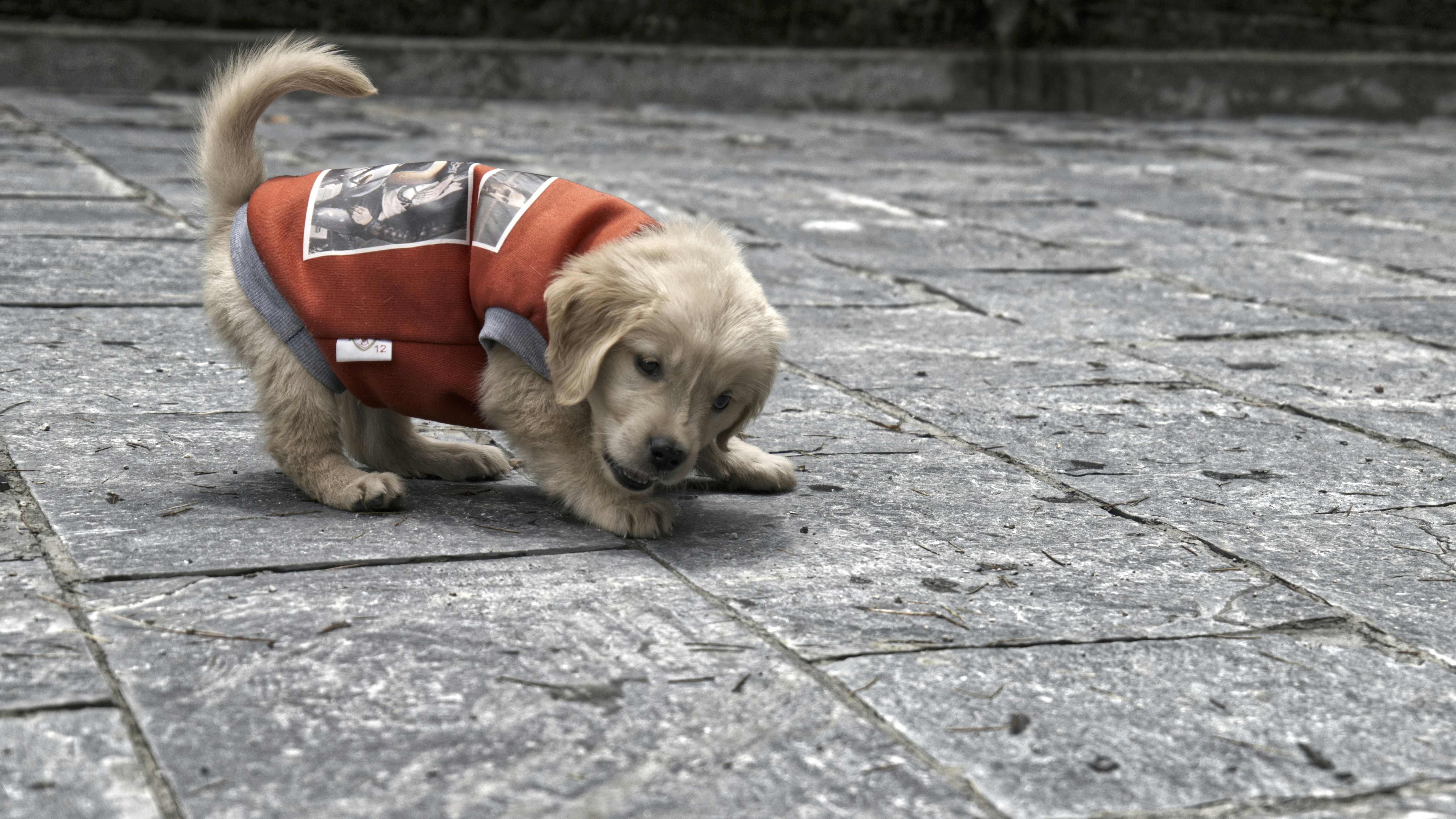 Curious Canine Explorer in Urban Terrain