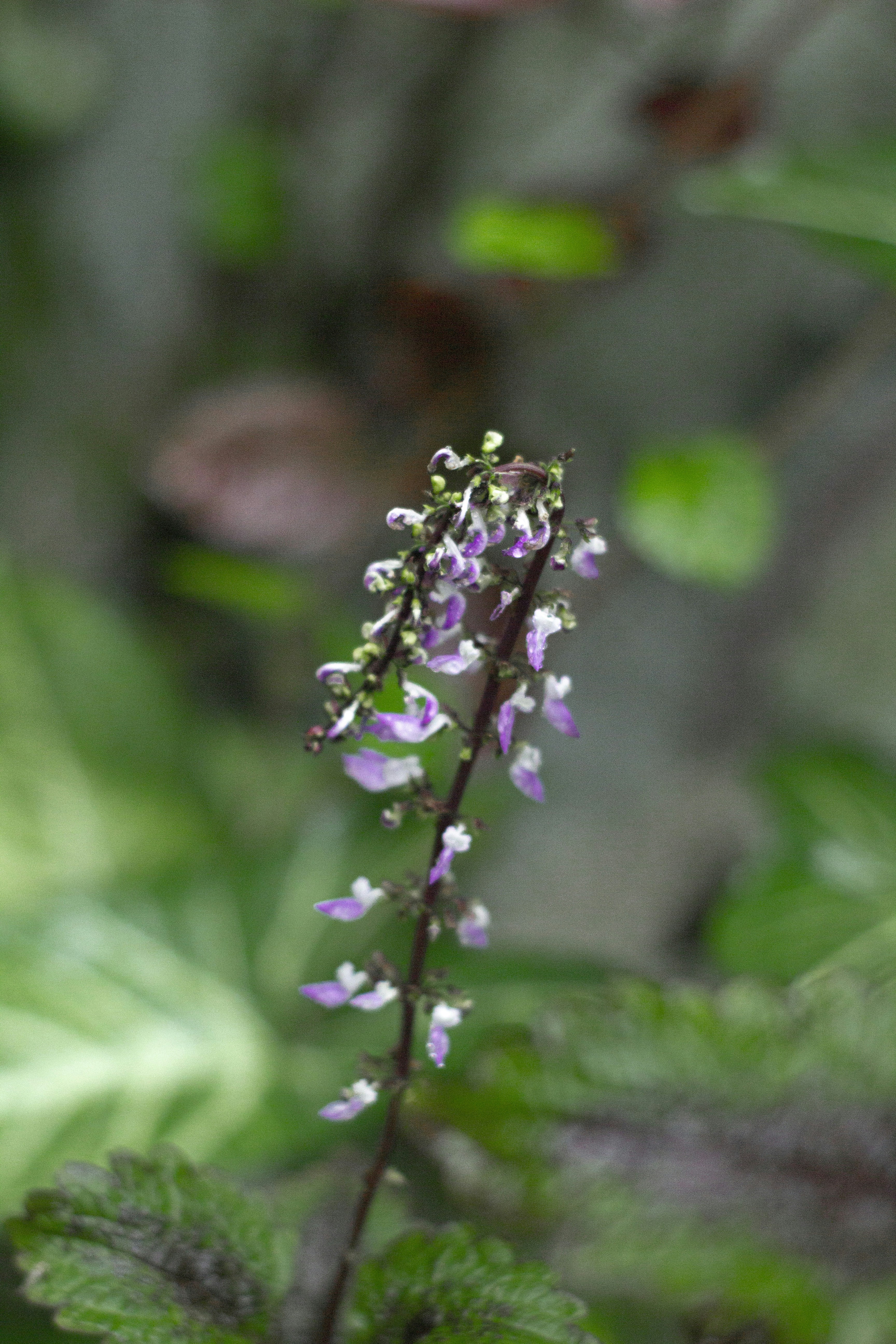 Violet Spike: Close-Up of Tiny Blooms Against a Quiet Green Backdrop