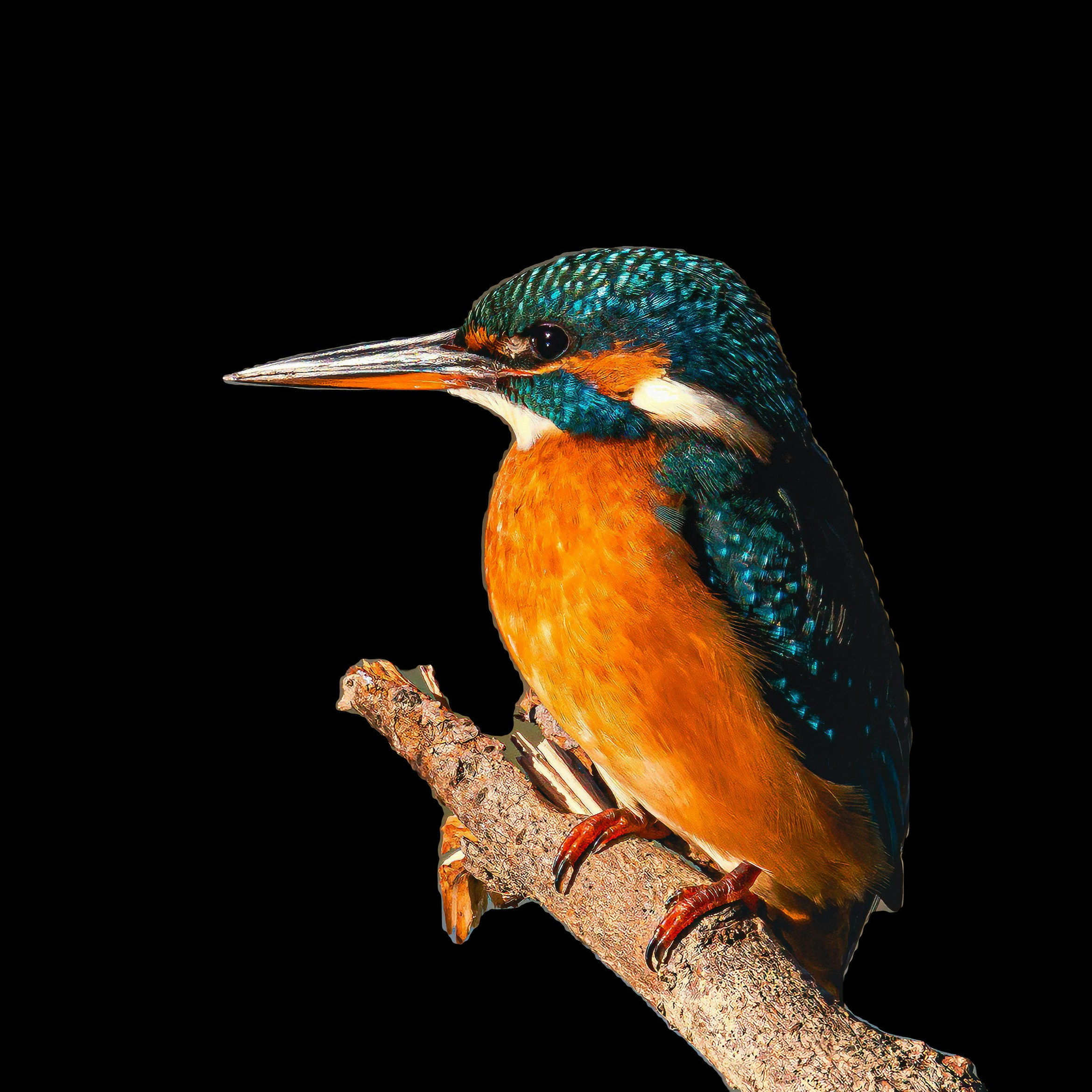 Emerald-Crested Kingfisher Perched on a Weathered Branch Against a Black Backdrop