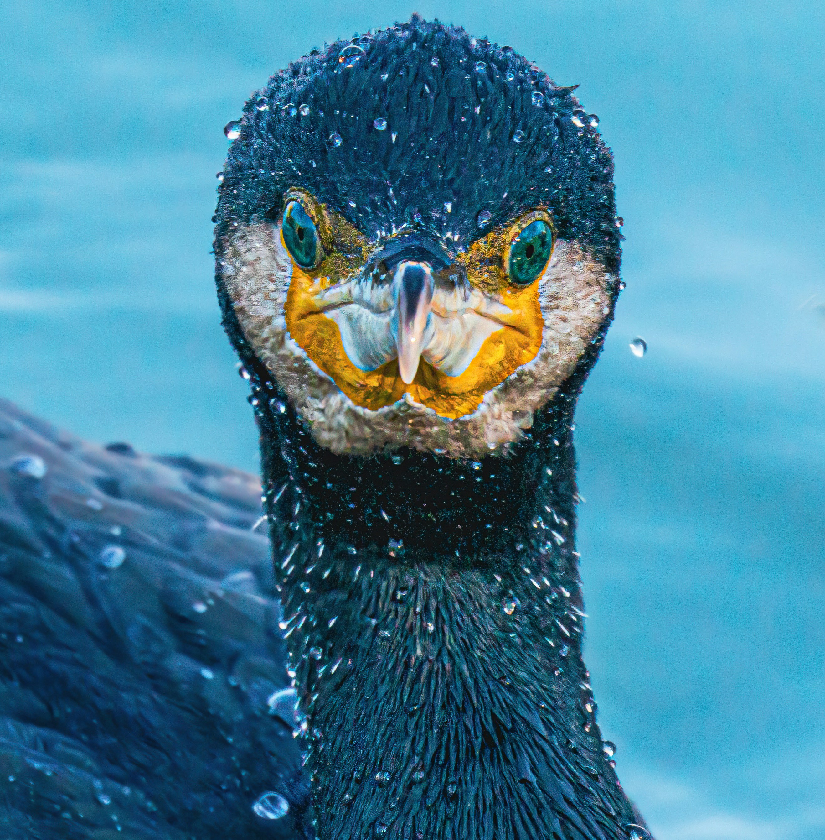 Gleaming Gaze of a Wet-Feathered Cormorant