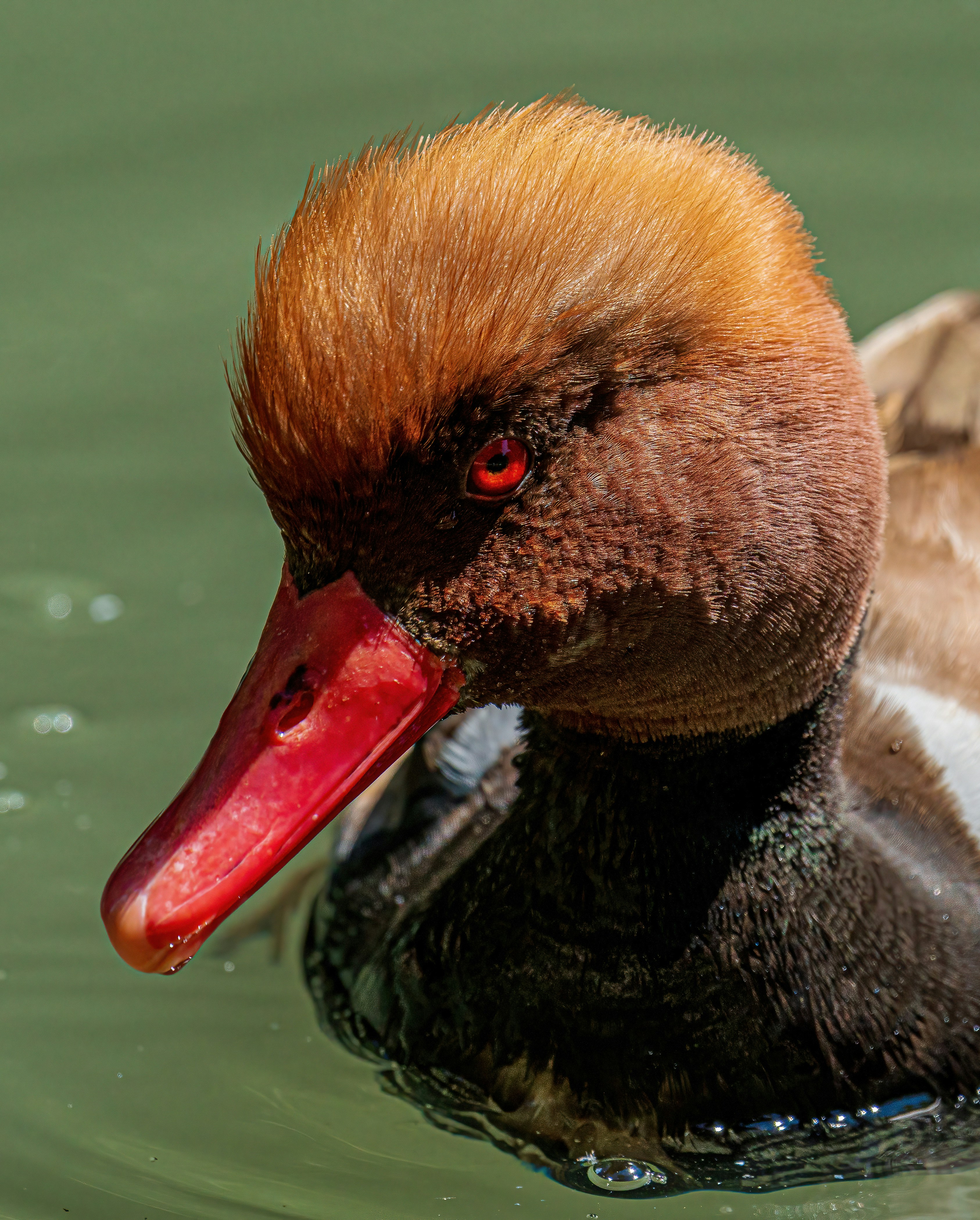 Crimson-eyed Grebe: A Close Portrait of a Red-Eyed Duck in Calm Waters