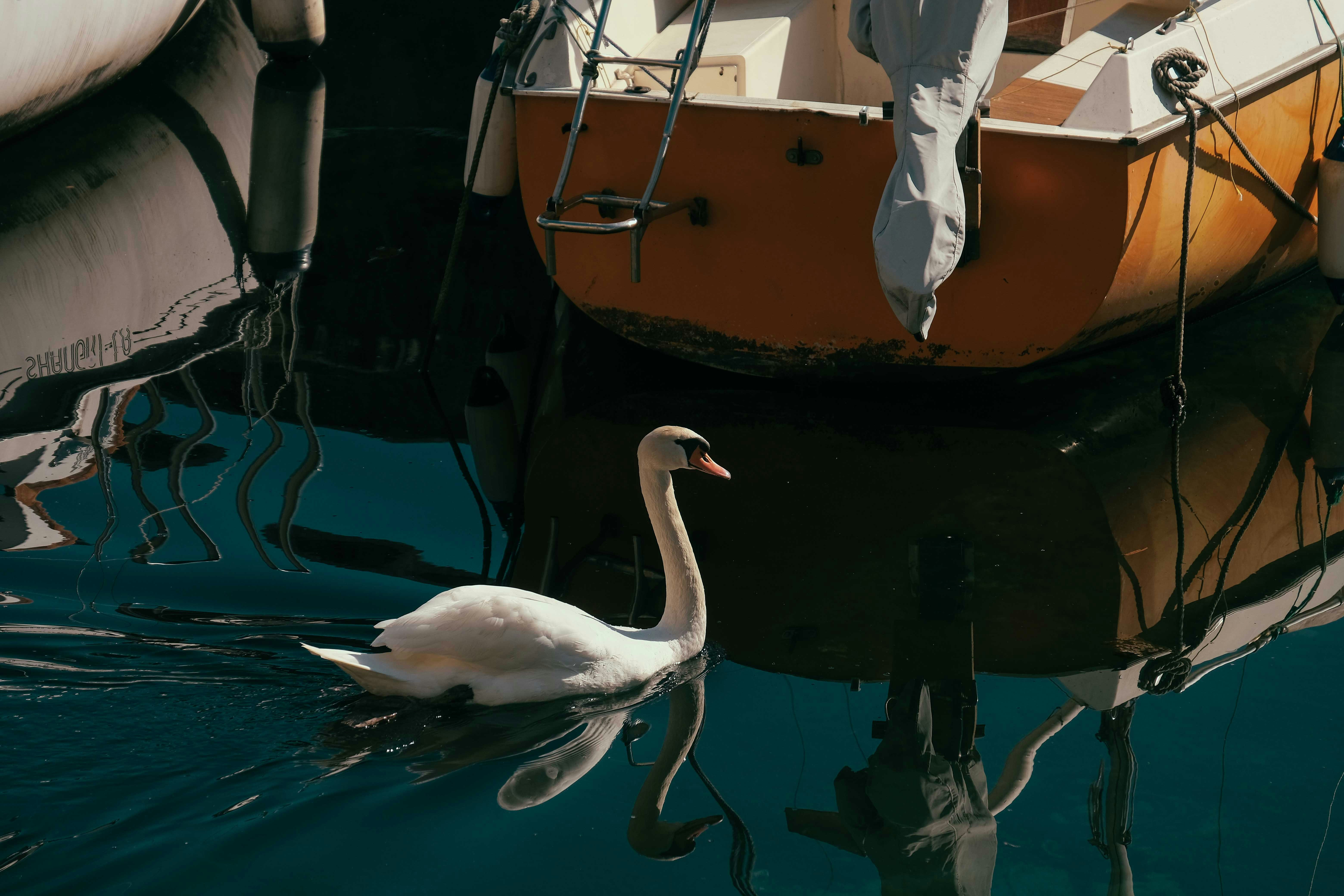 Swan Amid Moored Boats: Quiet Glide and Glassy Reflections
