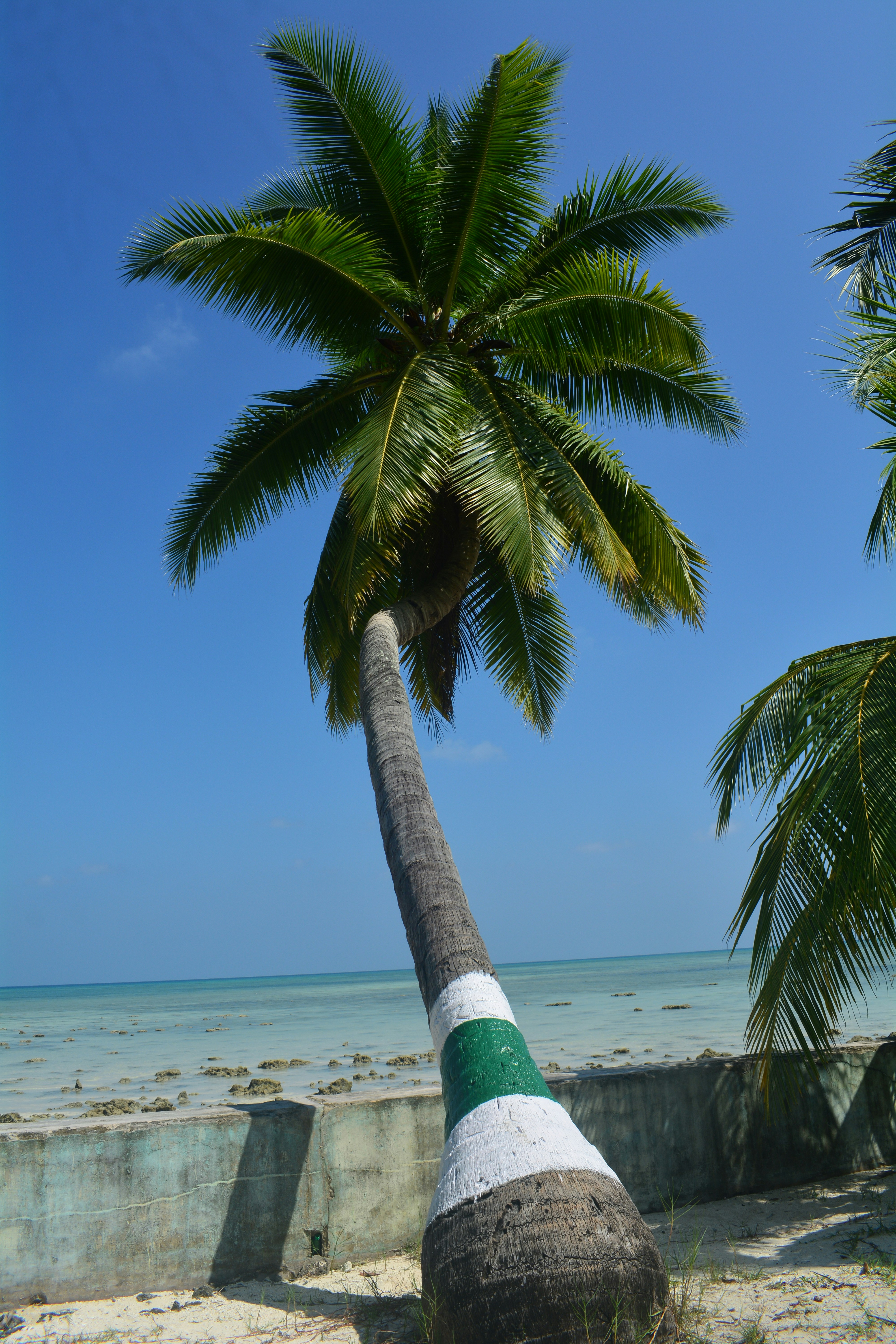 A palm tree leans dramatically over a tranquil shoreline, showcasing its vibrant green fronds against a clear blue sky. The tree's base is marked with a colorful band, adding a unique touch to the coastal scene.
