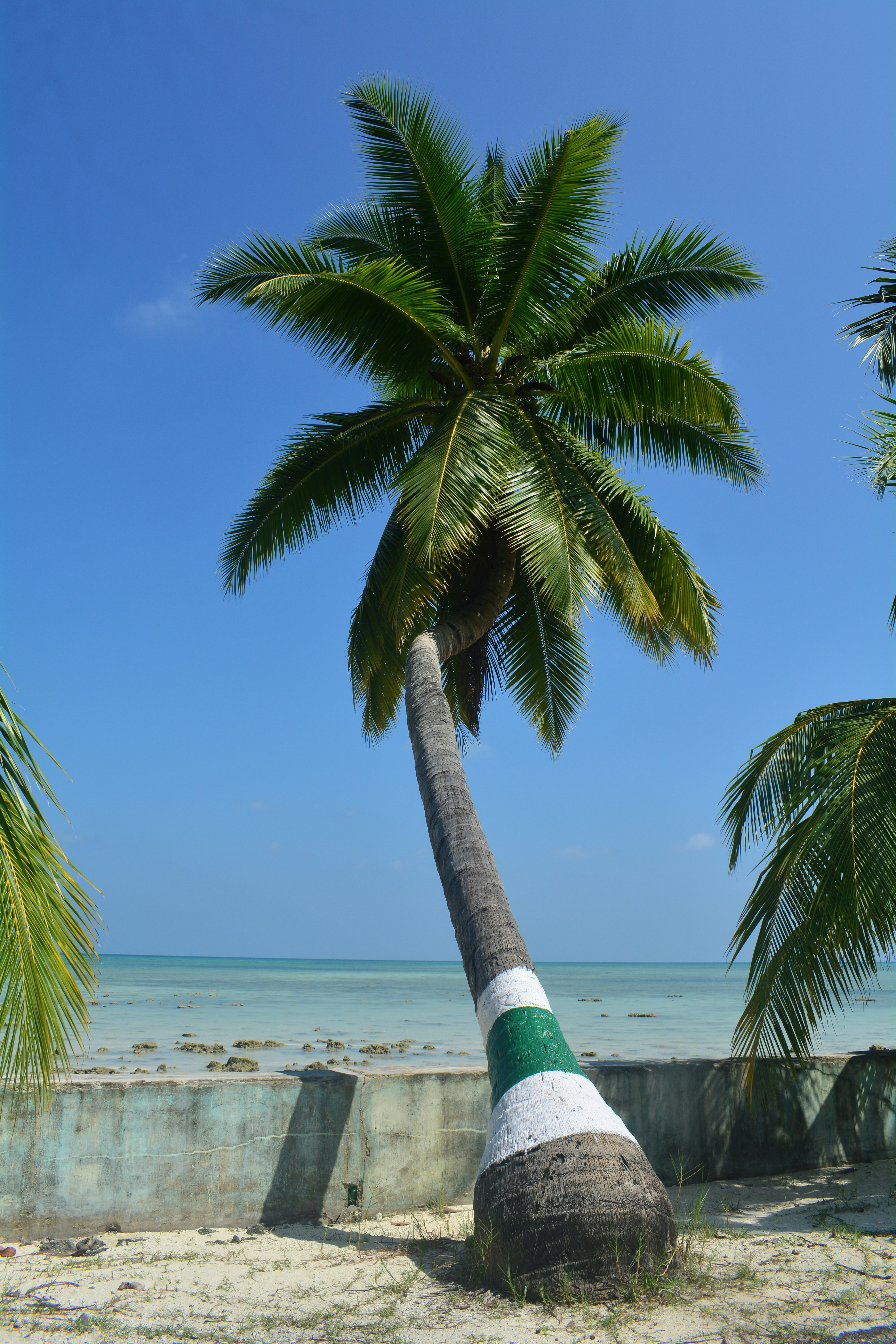 A palm tree leans gracefully towards the ocean, showcasing vibrant green fronds against a clear blue sky. The sandy beach and calm waters create a tranquil coastal scene.