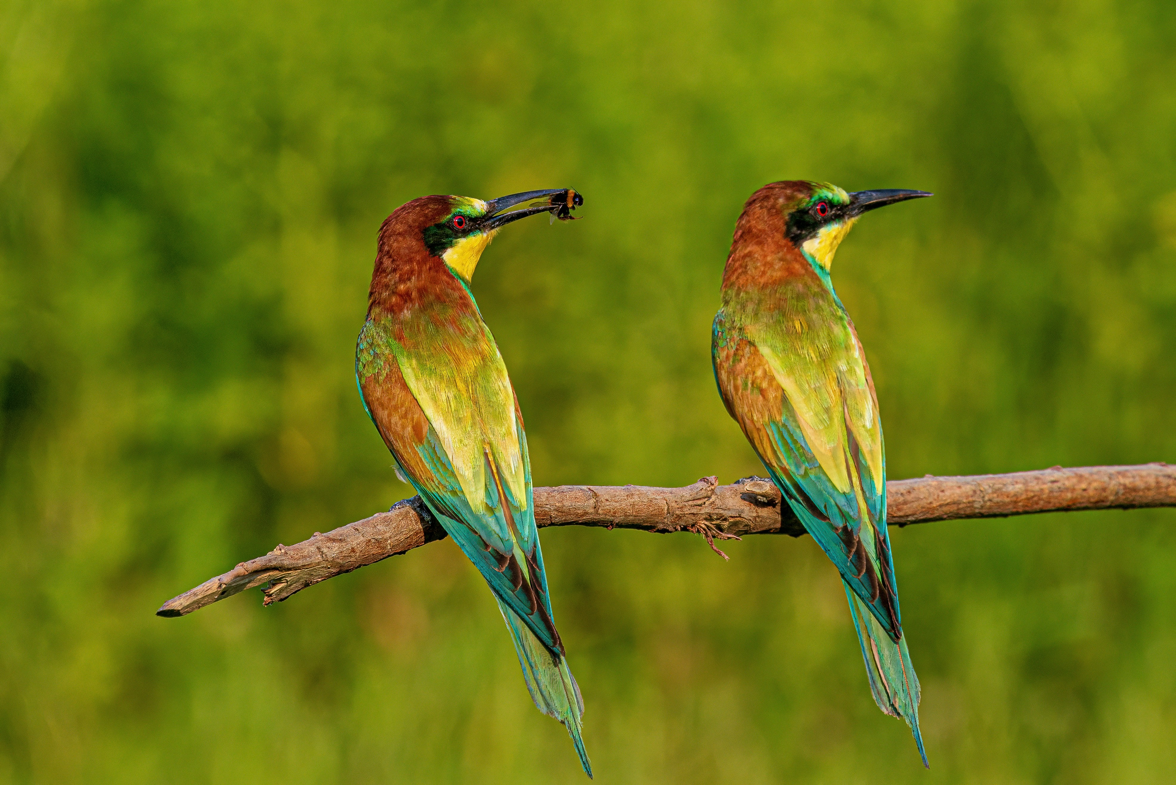 two colorful birds are sitting on a branch
