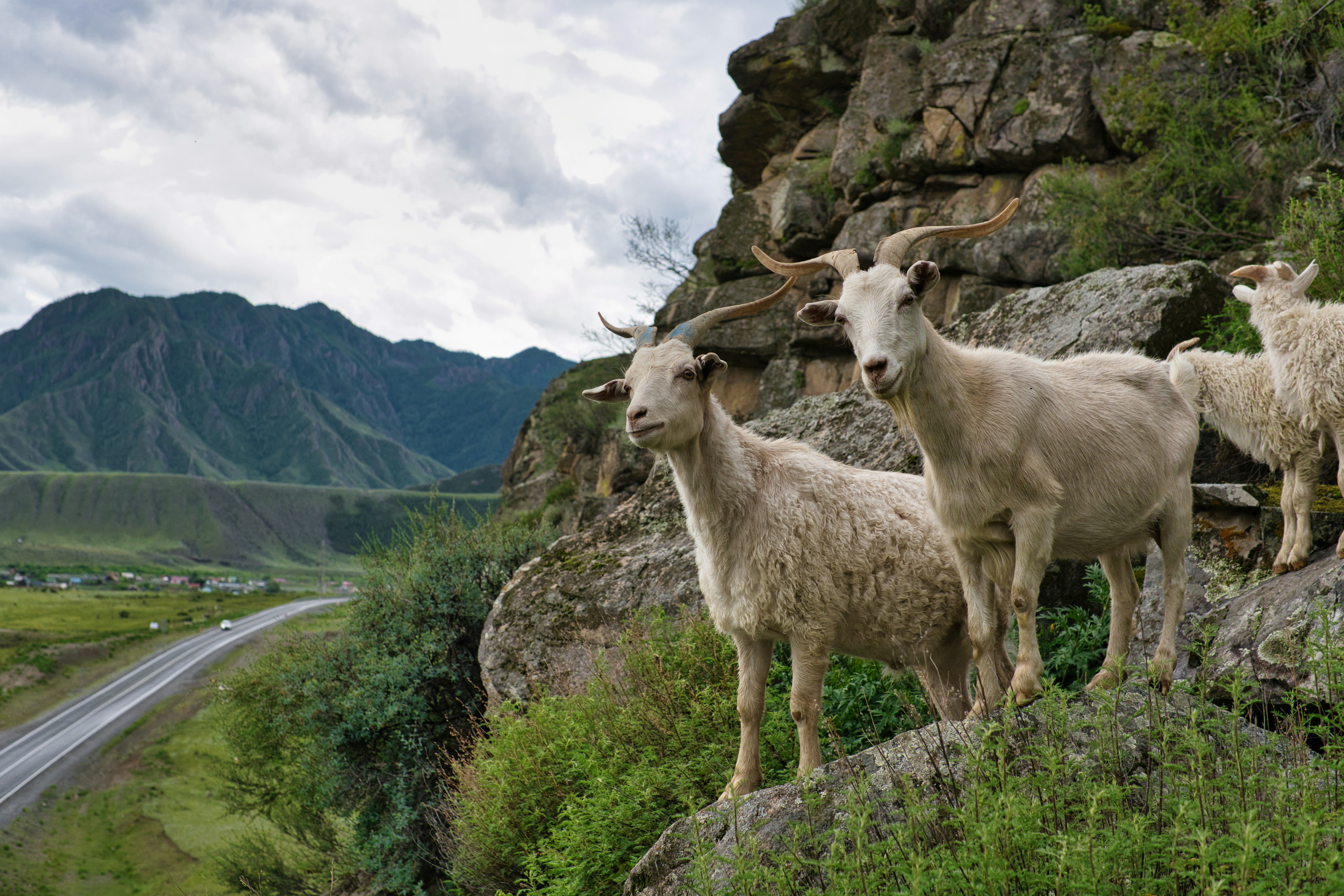 A group of goats standing on the side of a mountain photo – Free ...