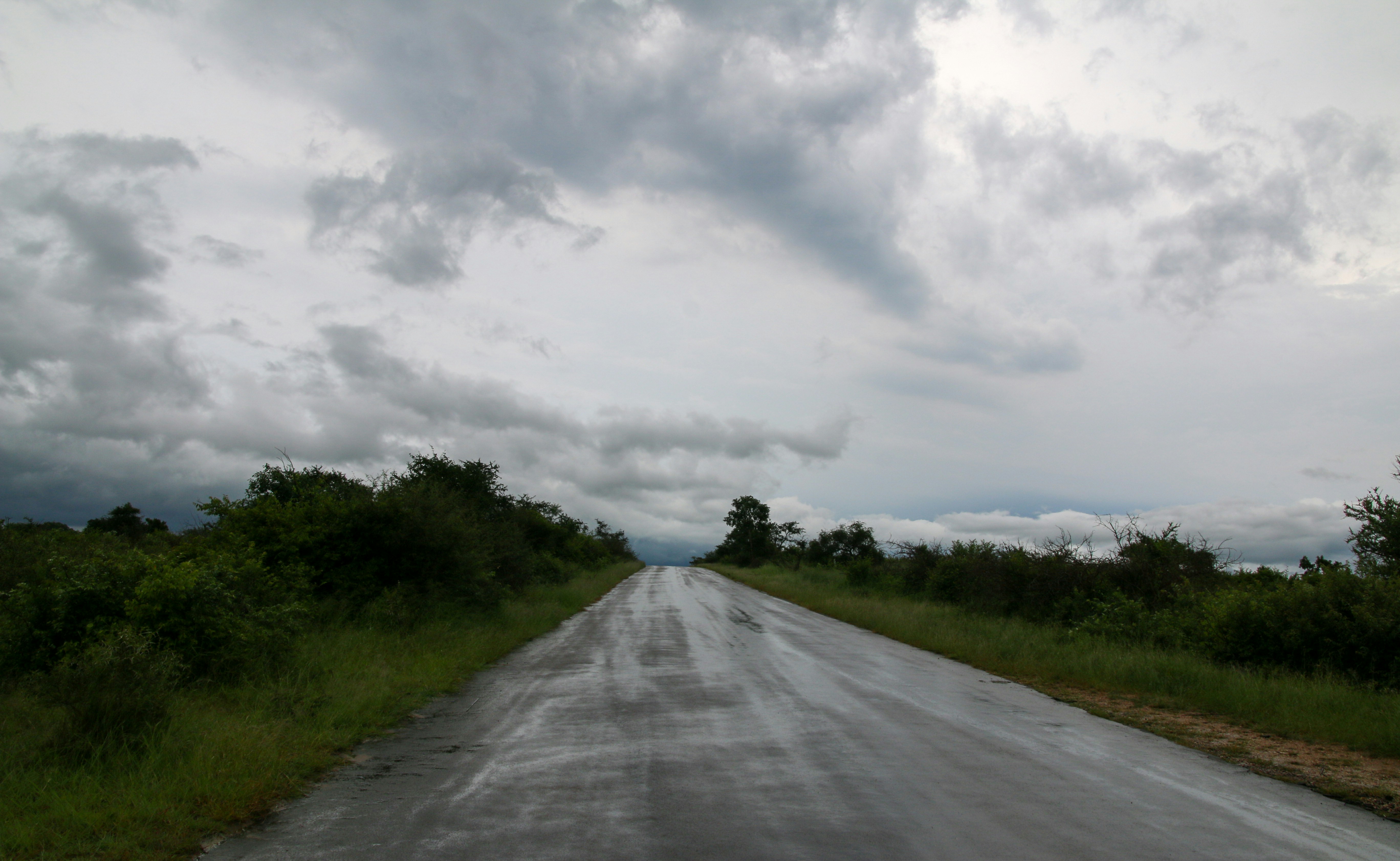 wet road in Kruger | an empty road surrounded by trees under a cloudy sky