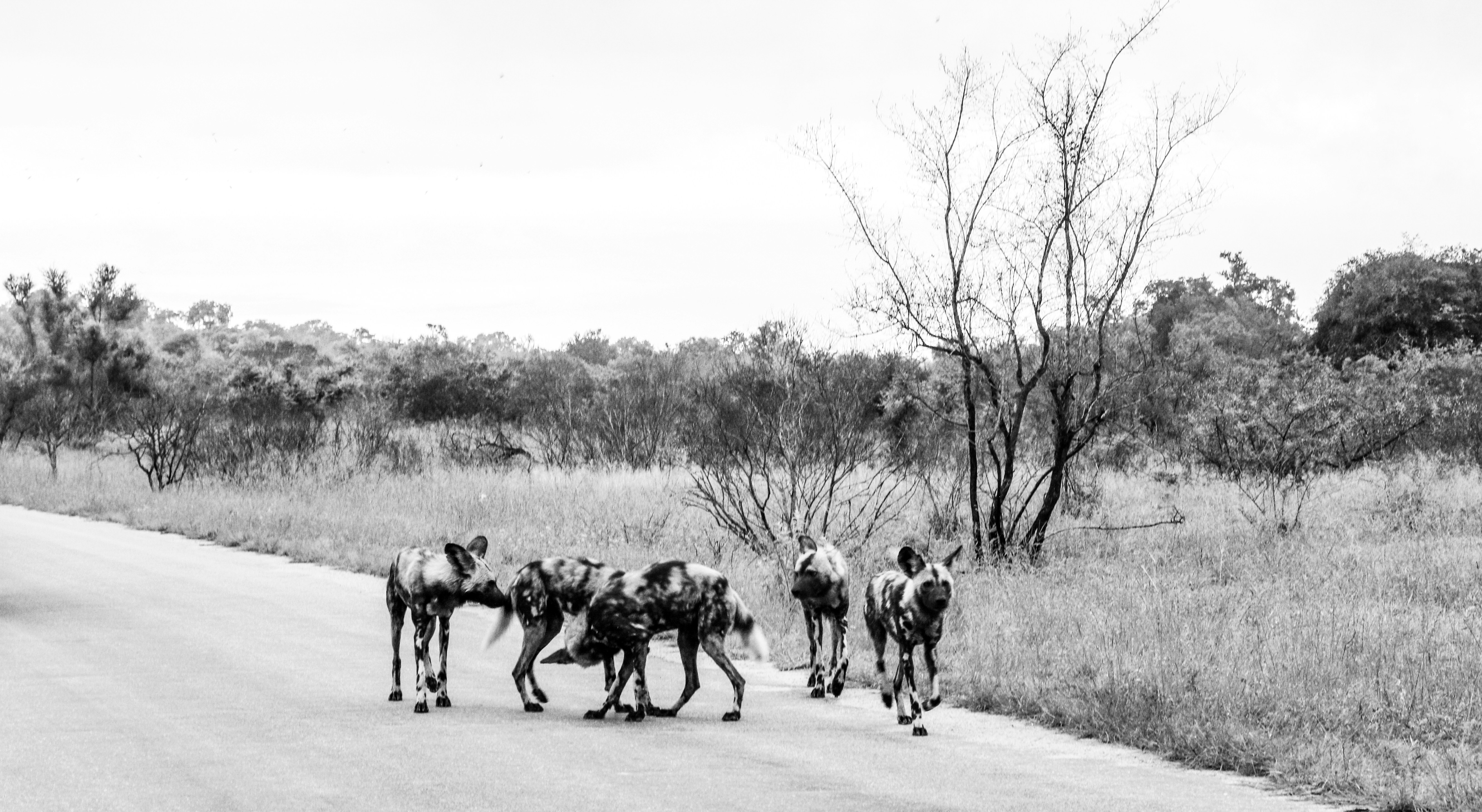 Dust on the Road: A Small Herd Halts on a Savannah Road